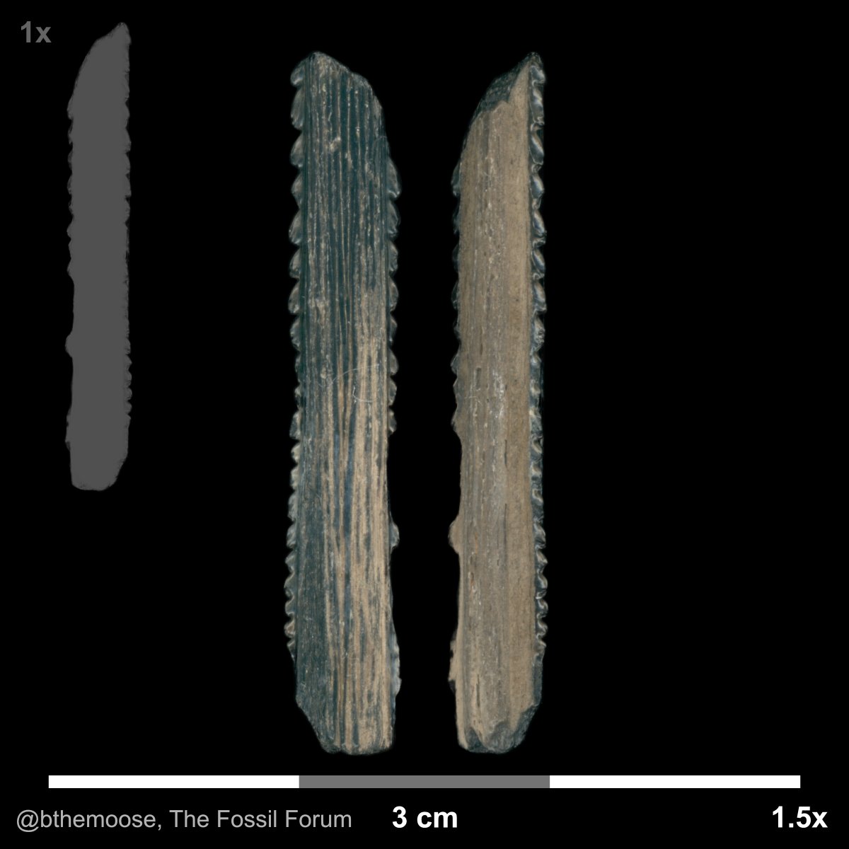 Batoidea indet. - Member Collections - The Fossil Forum