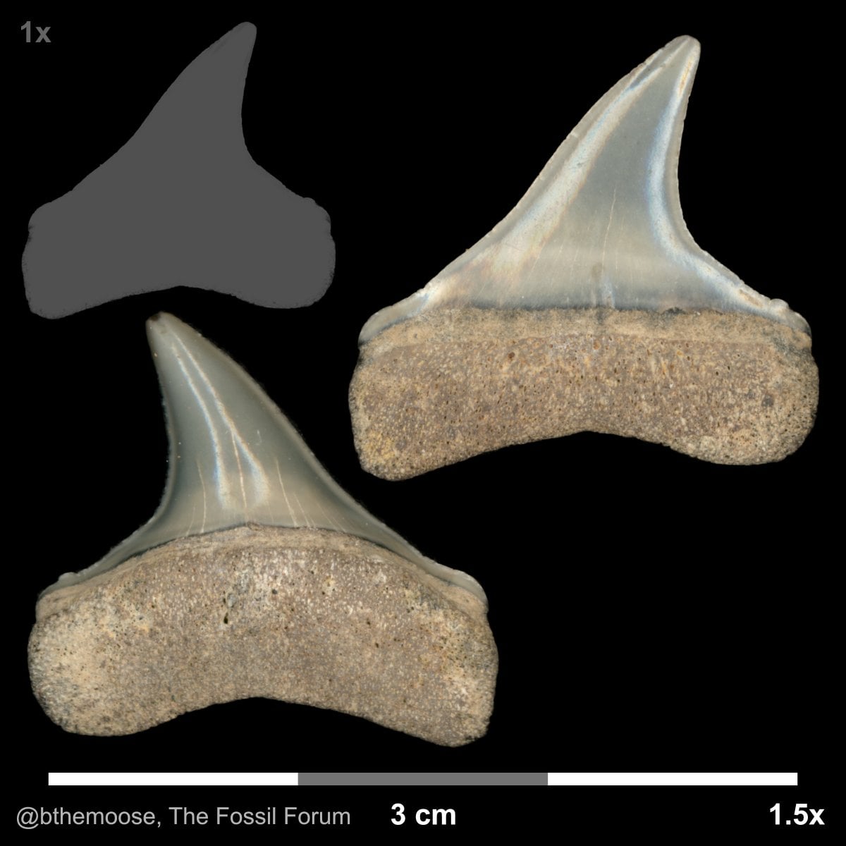 Carcharodon hastalis - Member Collections - The Fossil Forum