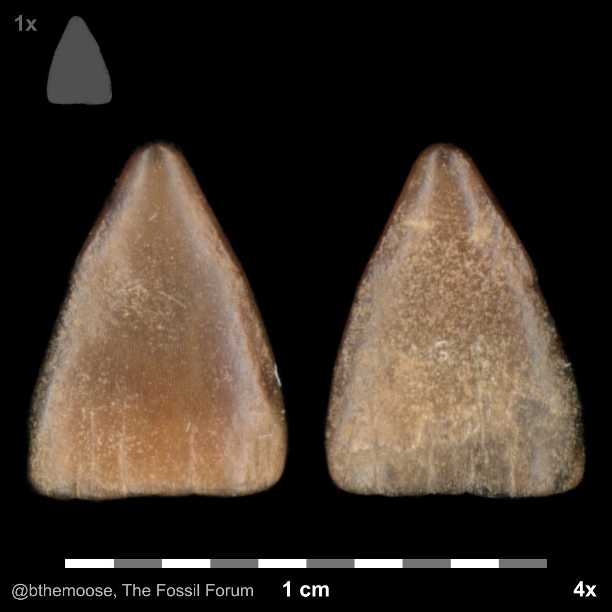 Sphyraena sp. - Member Collections - The Fossil Forum