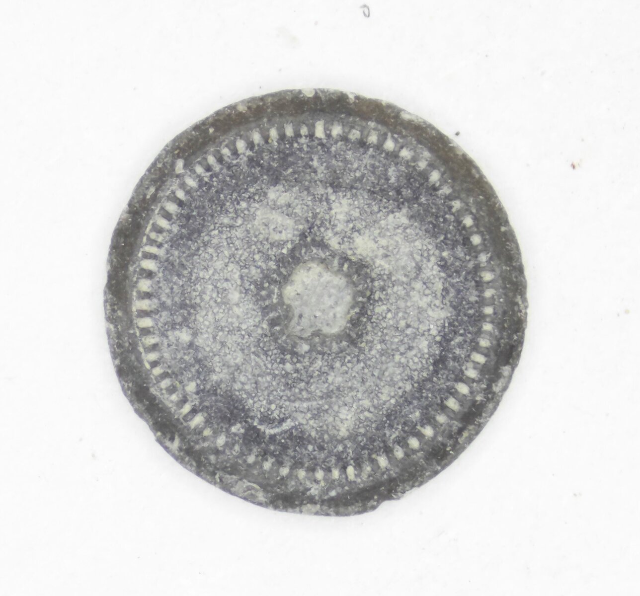 Crinoid New York Devonian - Member Collections - The Fossil Forum