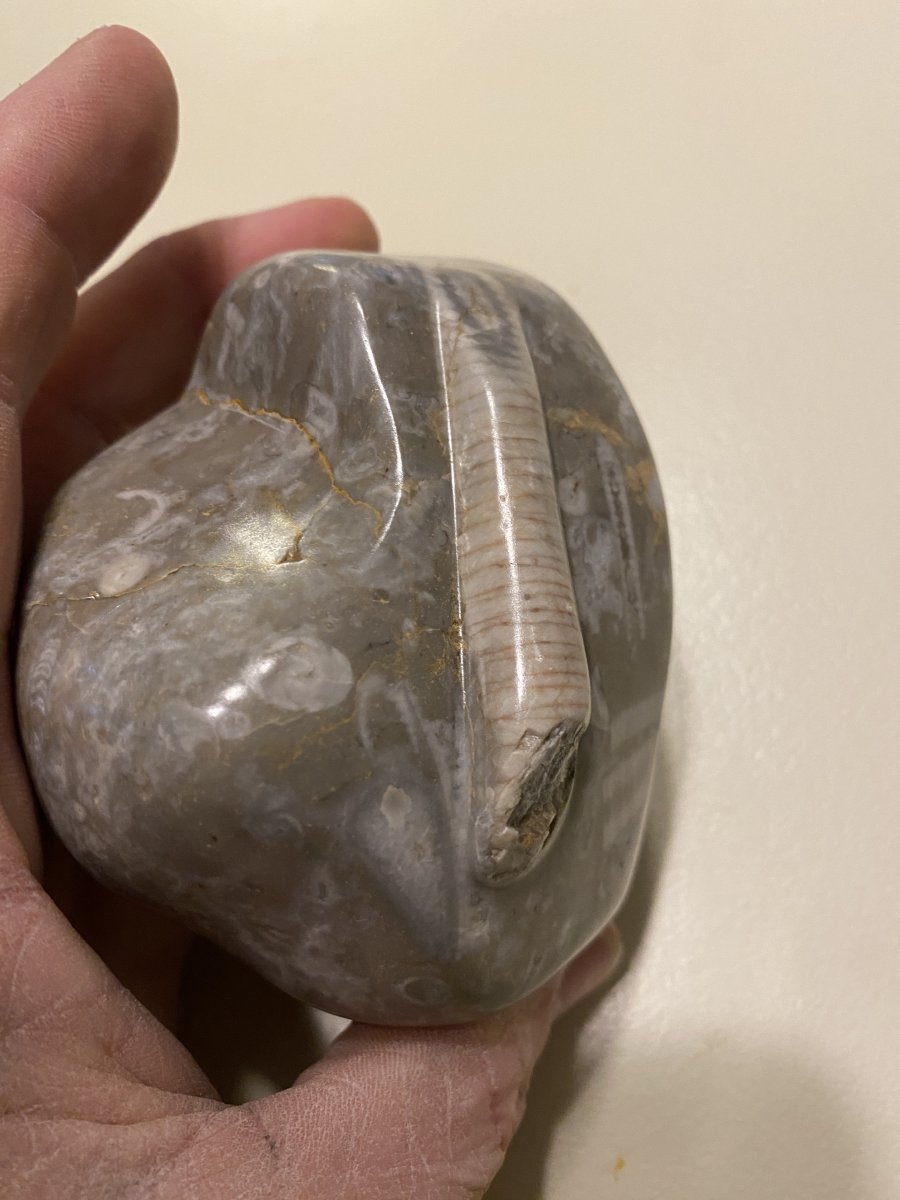 Crinoid stem - Carboniferous - The Fossil Forum