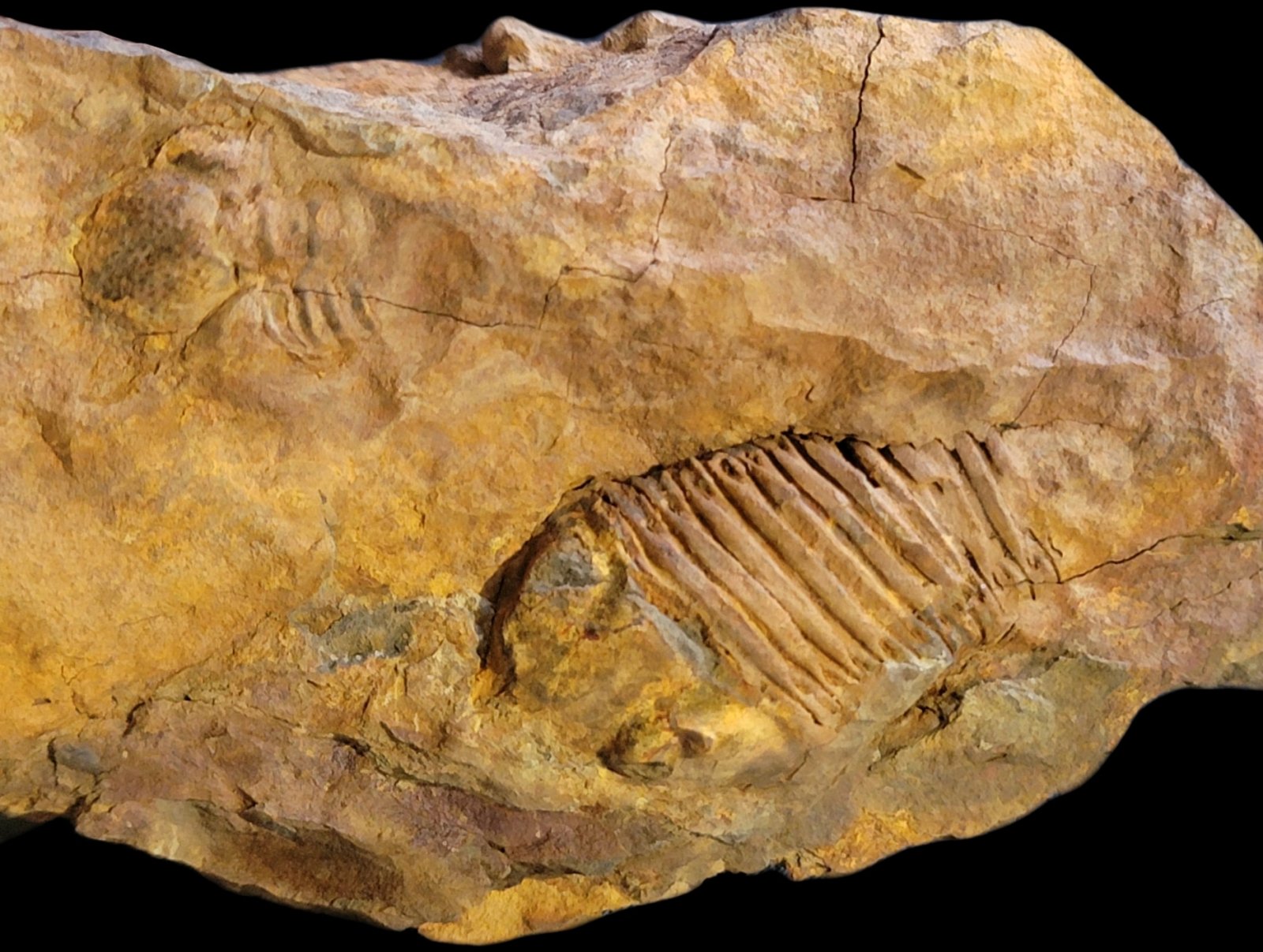 Dipleura dekayi and Eldredgeops rana - Devonian - The Fossil Forum