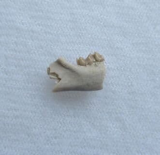 Leptictis jaw - Fossil ID - The Fossil Forum