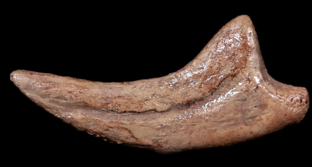 Dimetrodon Finger with Claw - Is It Real? How to Recognize Fossil ...