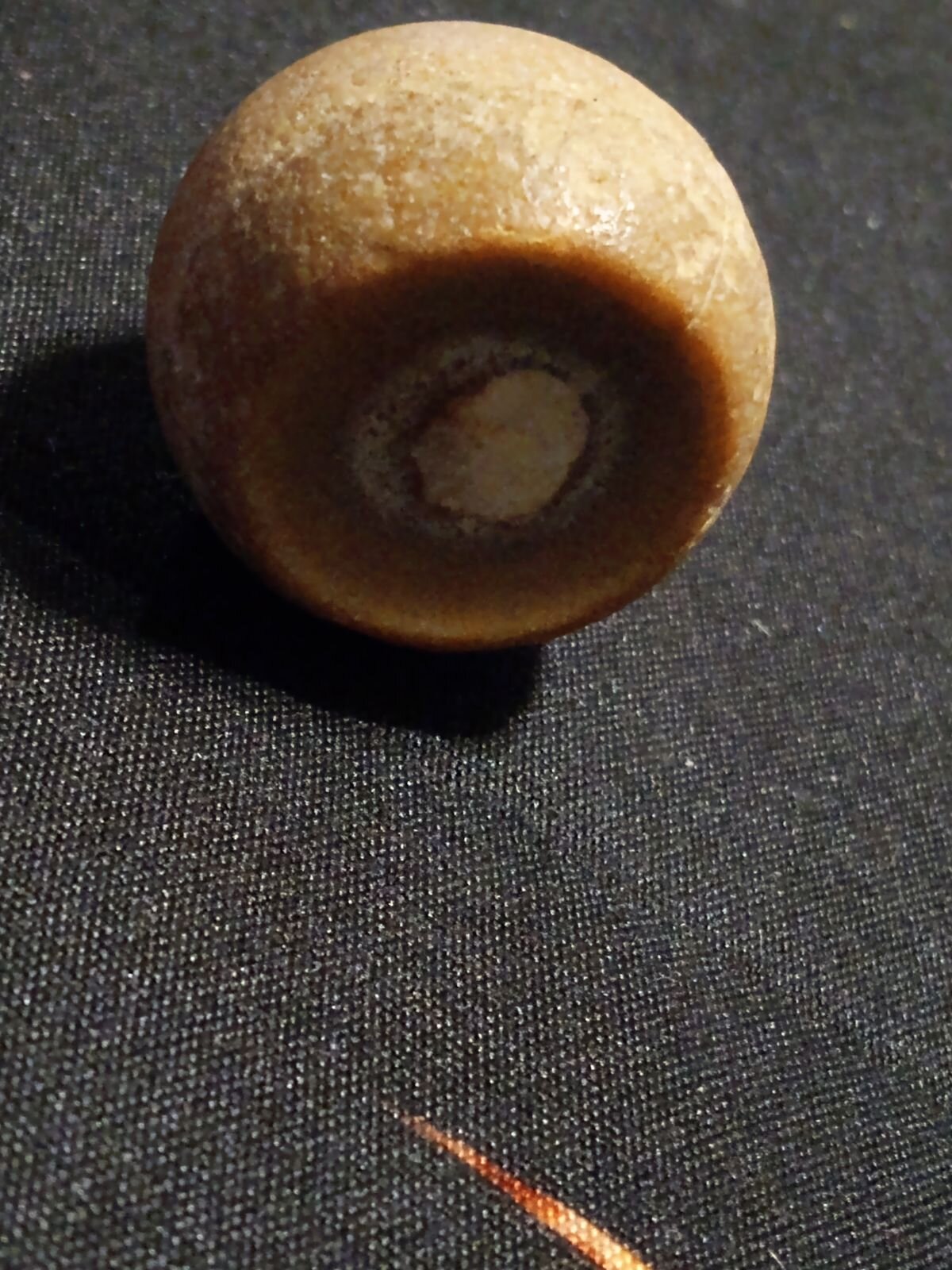 Need help with identification - Fossil ID - The Fossil Forum