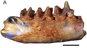 Possible Opalized Mammal Tooth from Lighting Ridge? - Fossil ID - The ...