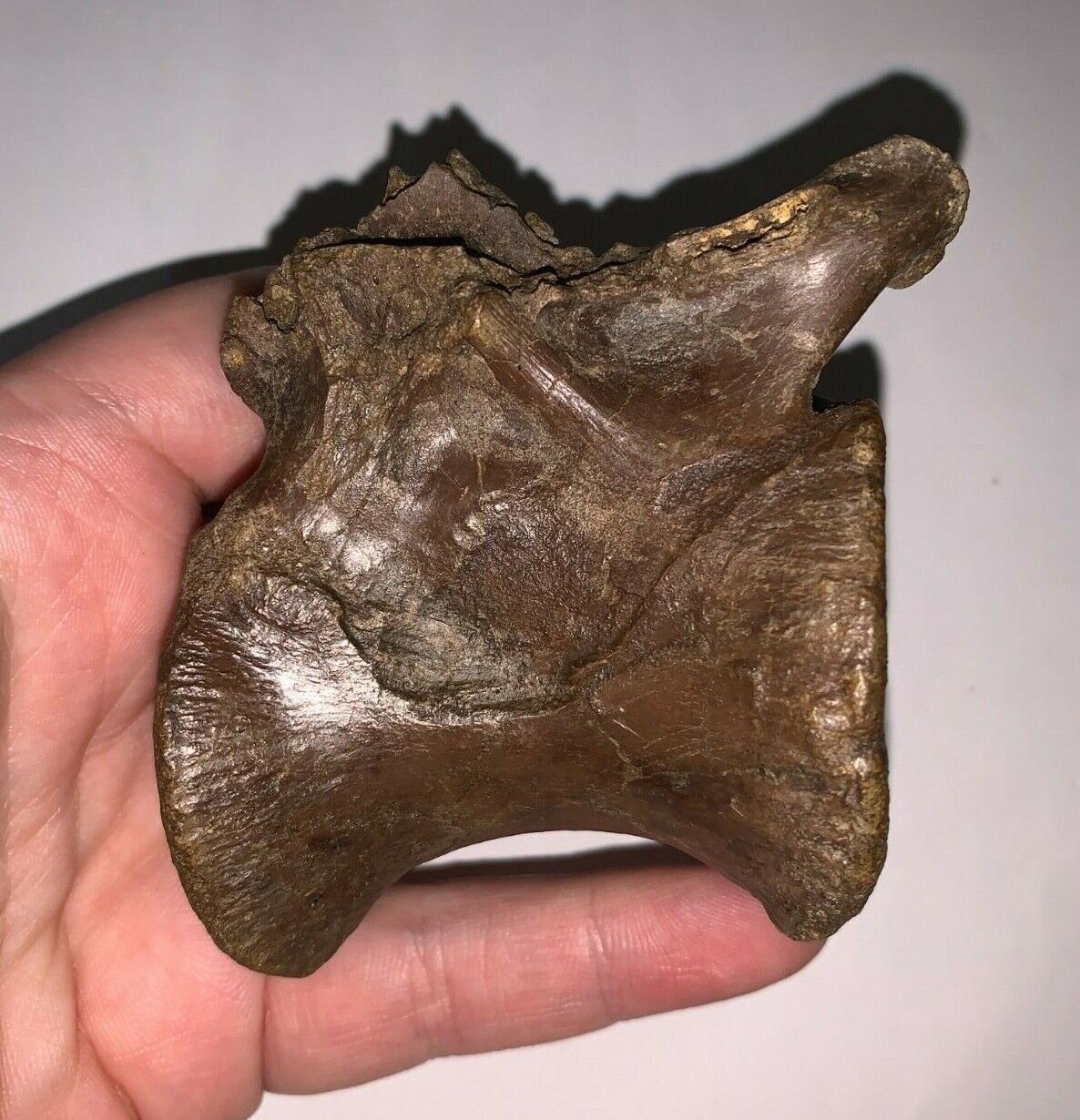 Tyrannosaur vertebra? - Fossil ID - The Fossil Forum