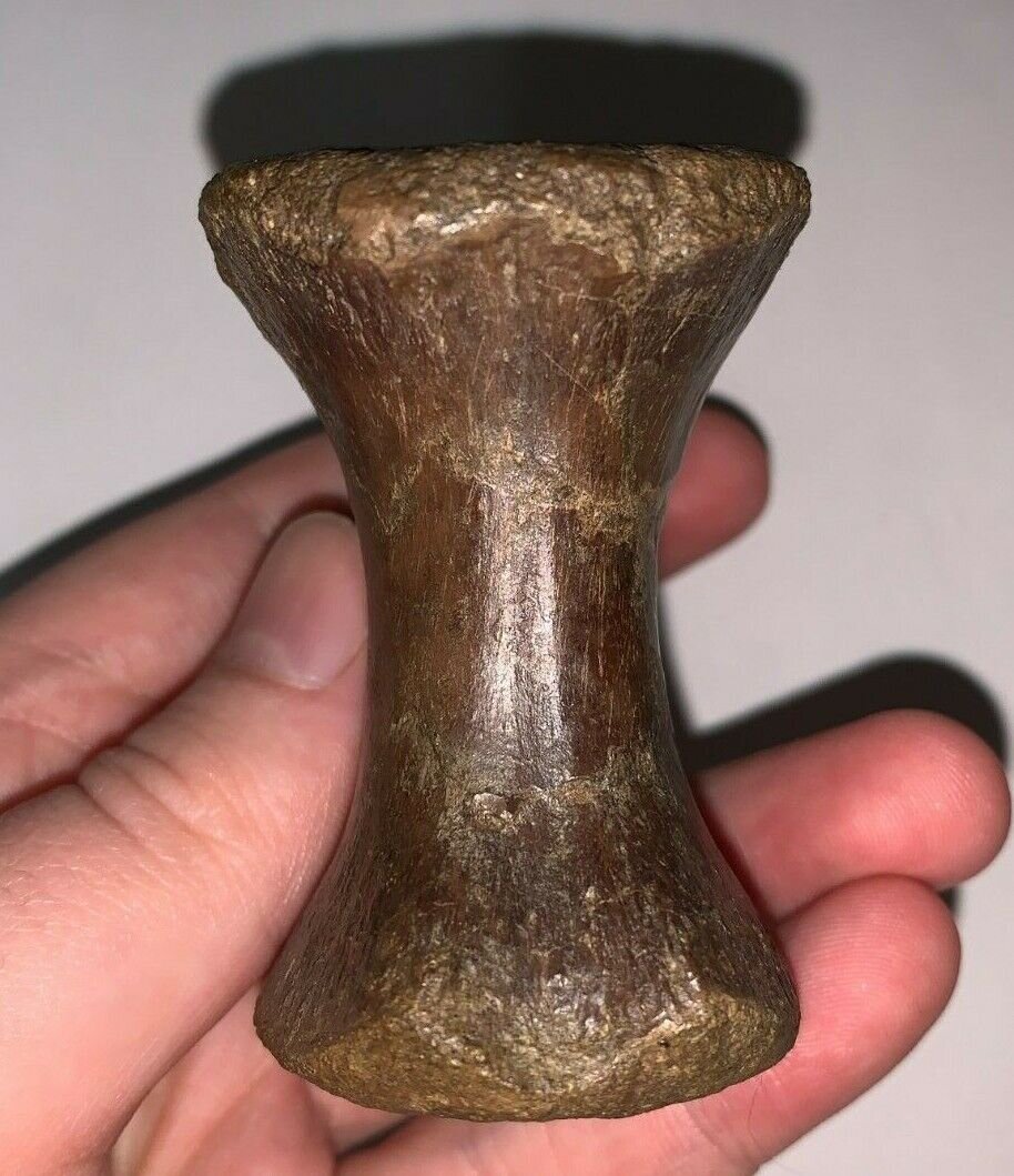 Tyrannosaur vertebra? - Fossil ID - The Fossil Forum