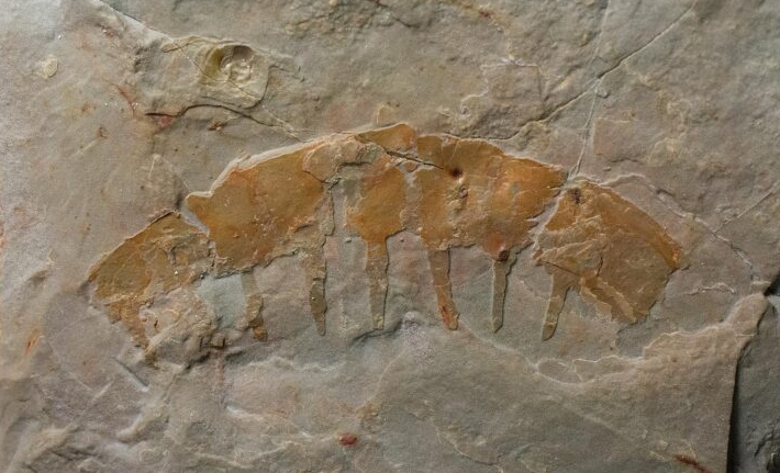 First Post! - Californian Anomalocaris - Is It Real? How to Recognize ...