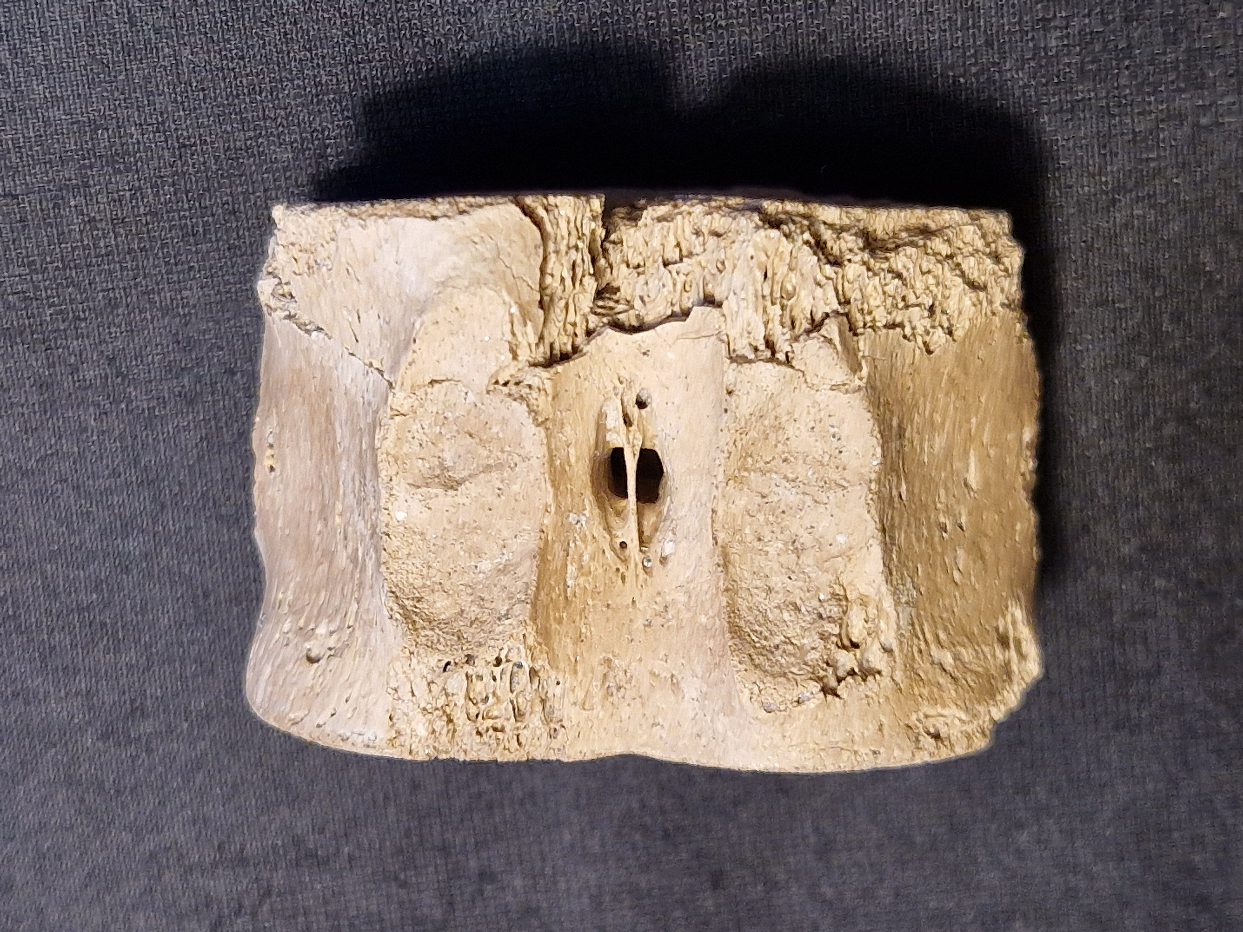 Sweden Marine Reptile Vertebra - Kristianstad Basin; Scanisaurus ...