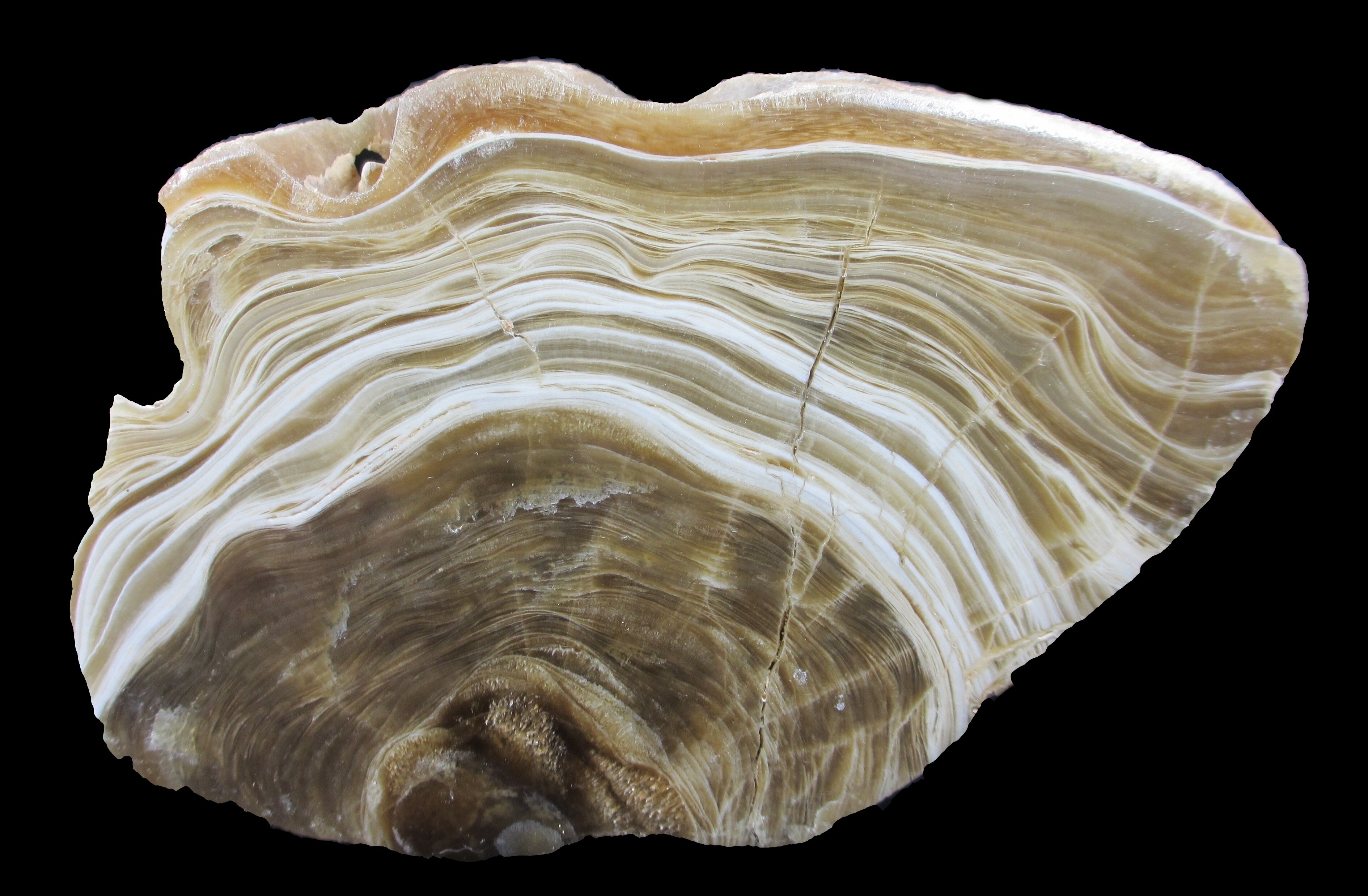 Fossil wood? - Fossil ID - The Fossil Forum