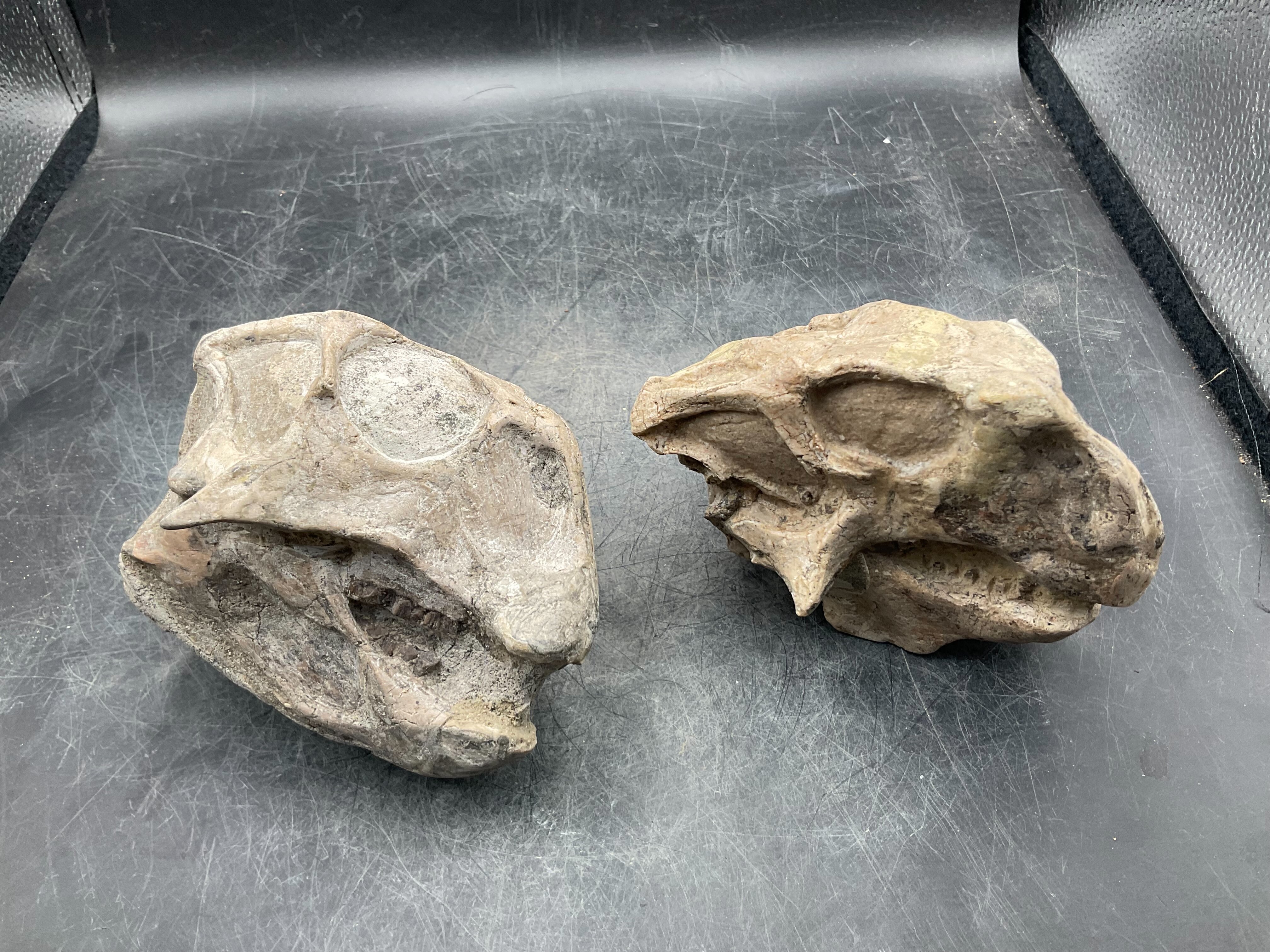 Psitaccosaurus skulls - Is It Real? How to Recognize Fossil ...