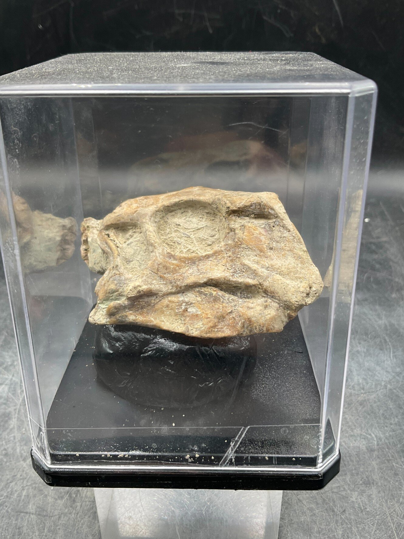 Psitaccosaurus skulls - Is It Real? How to Recognize Fossil ...