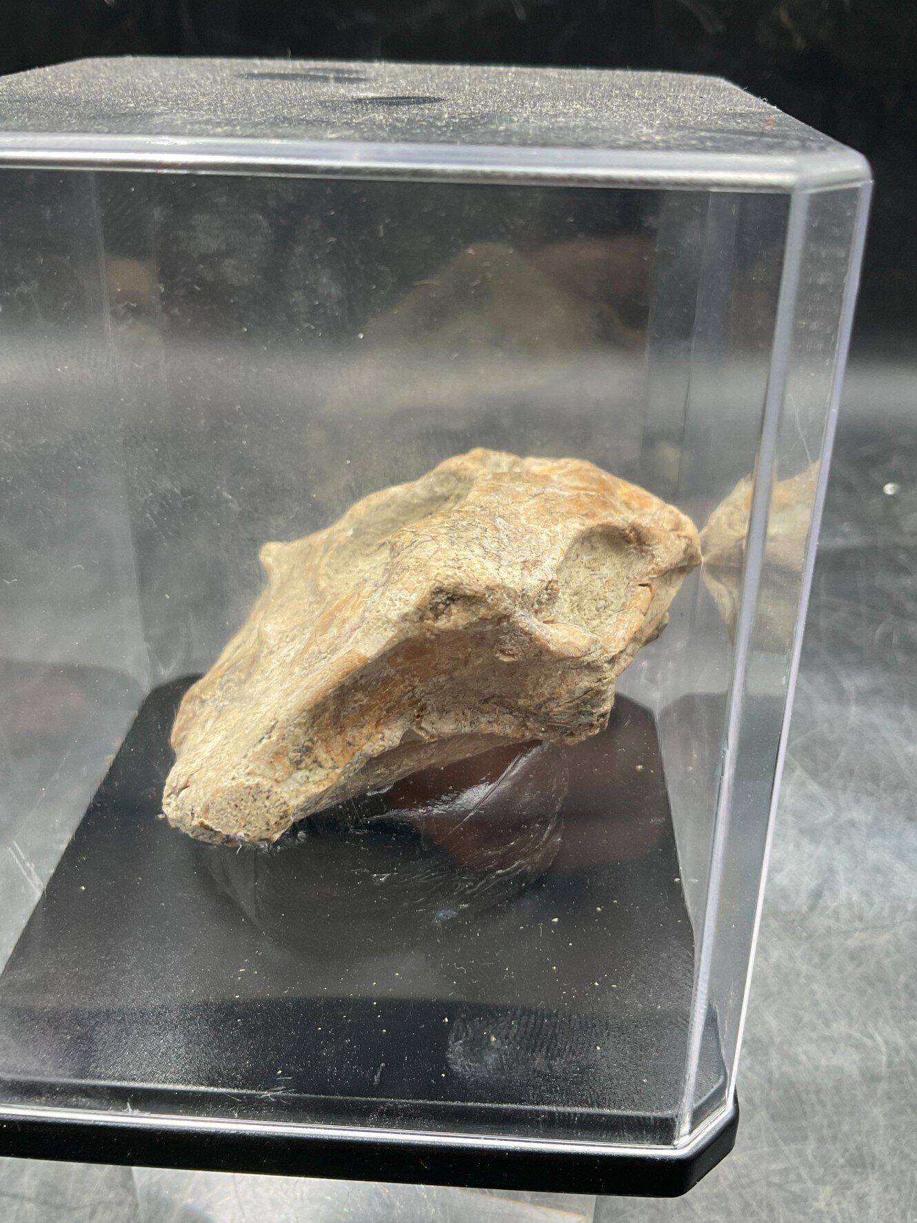 Psitaccosaurus skulls - Is It Real? How to Recognize Fossil ...