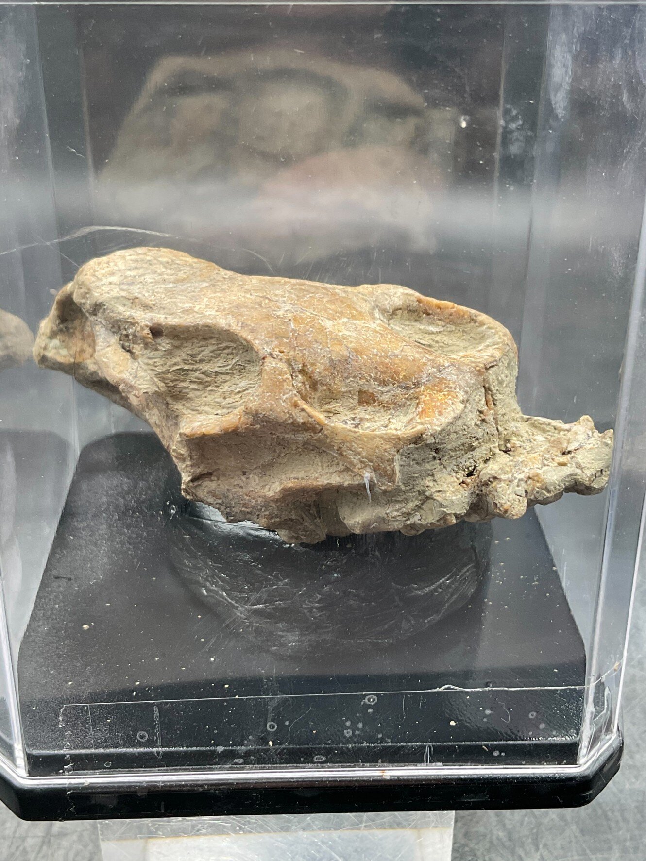 Psitaccosaurus skulls - Is It Real? How to Recognize Fossil ...