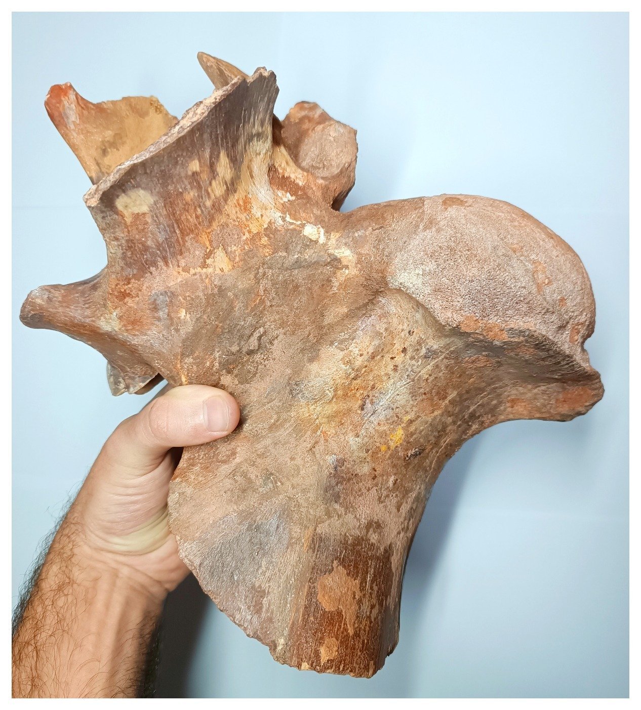 Spinosaurus cervical vertebra? - Fossil ID - The Fossil Forum