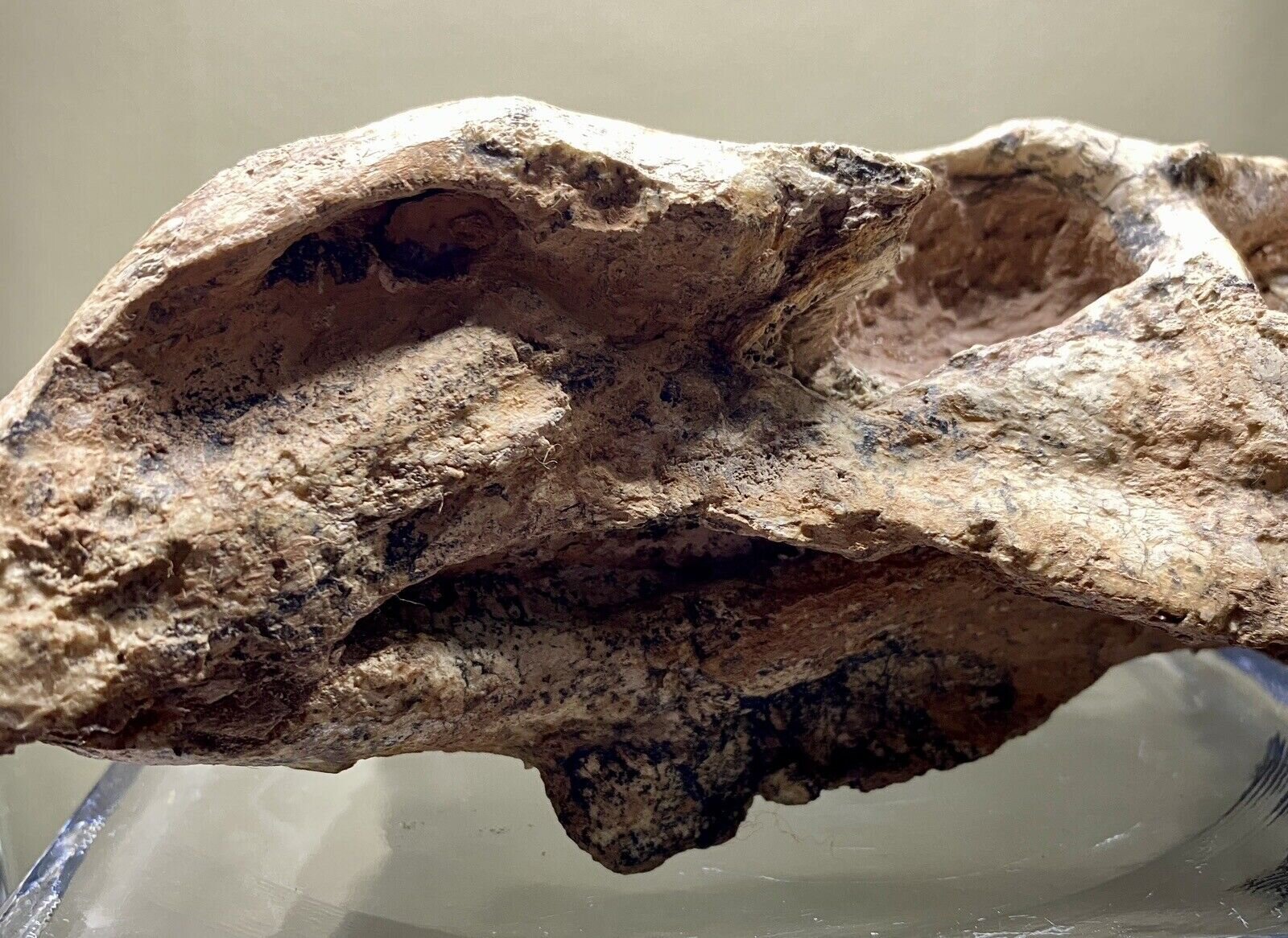 Unusual skull -- Yixian (Psitaccosaurus?) - Fossil ID - The Fossil Forum