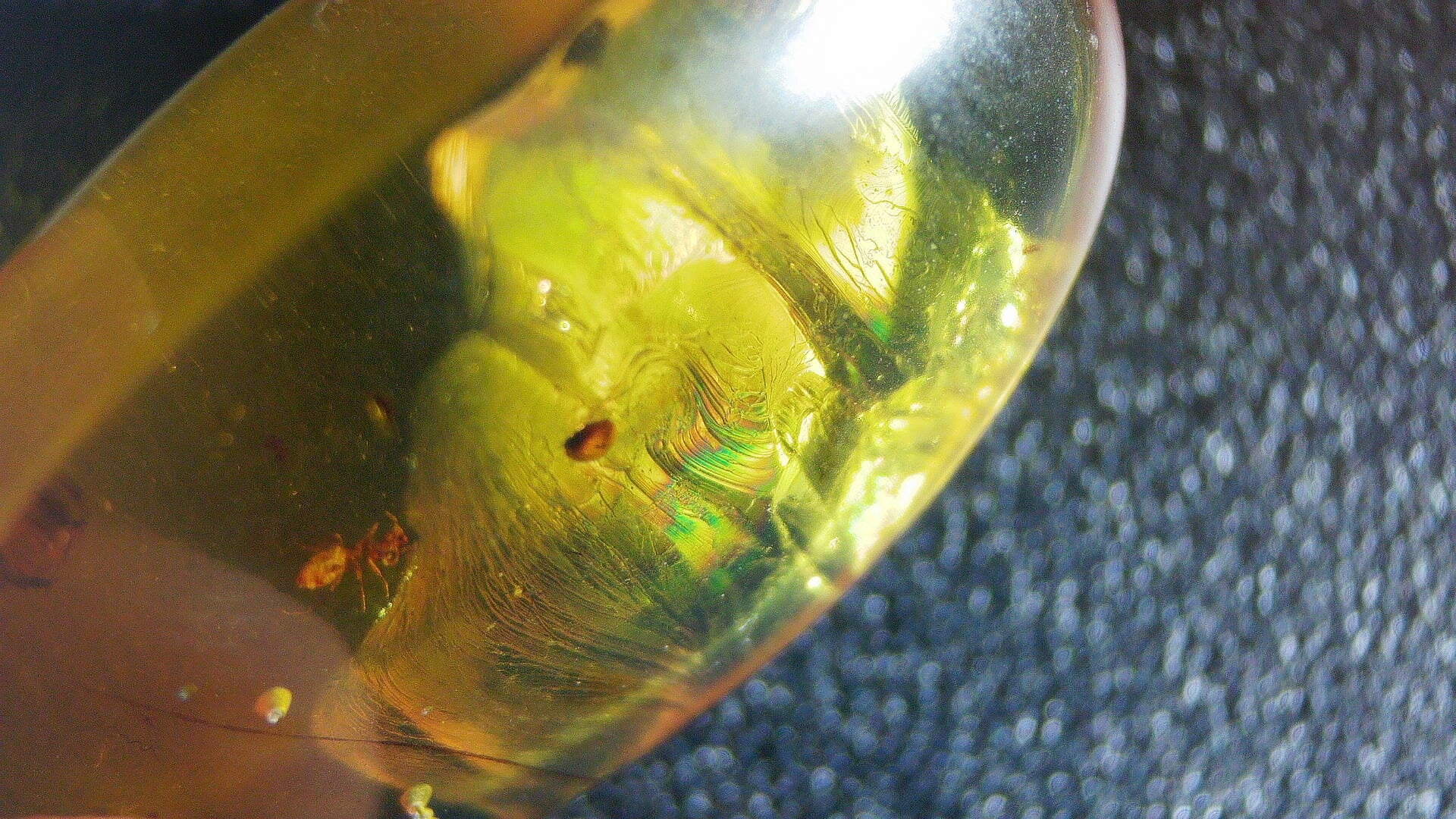Question about amber - Questions & Answers - The Fossil Forum