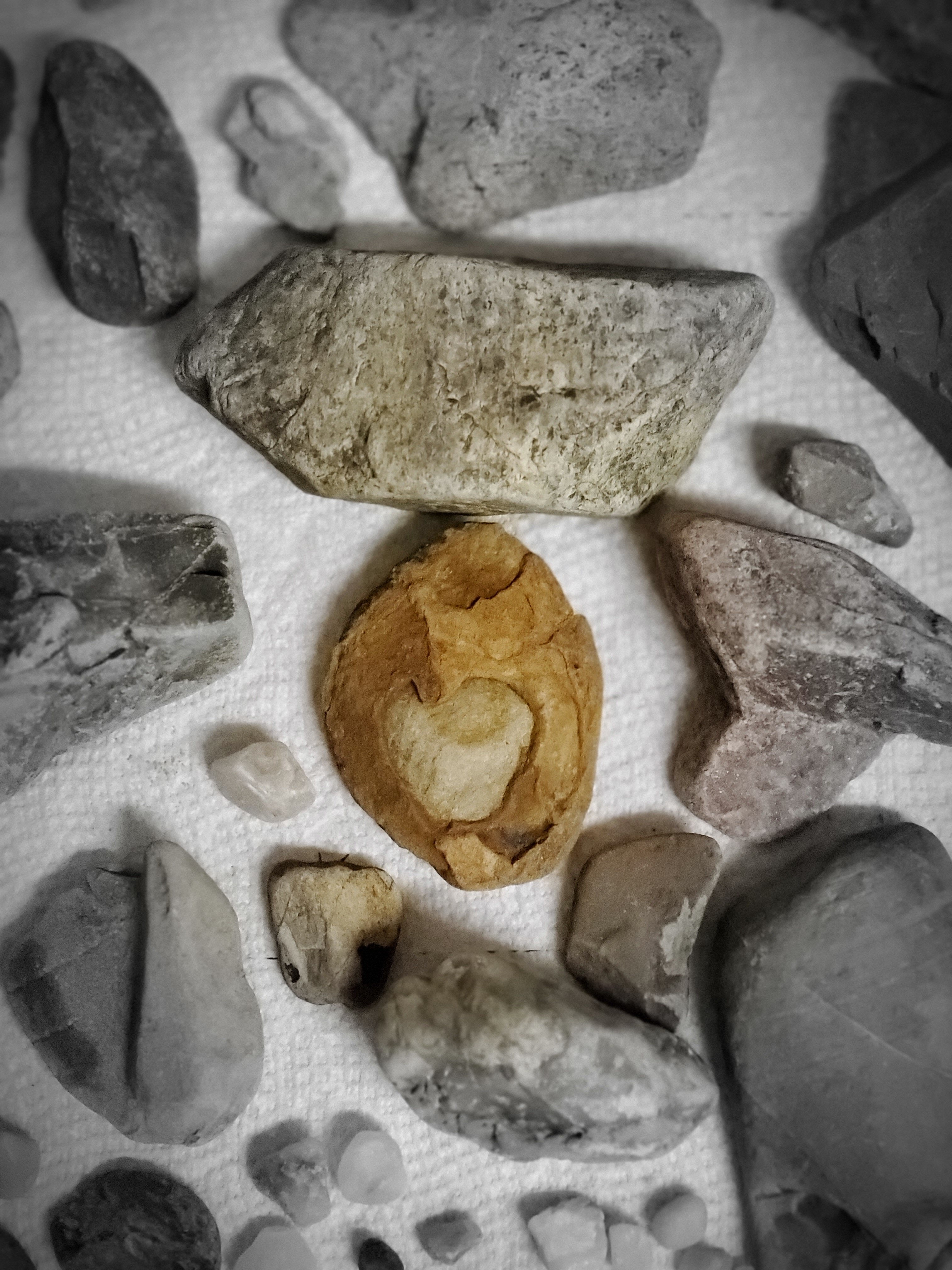 BEACH FIND - Fossil ID - The Fossil Forum