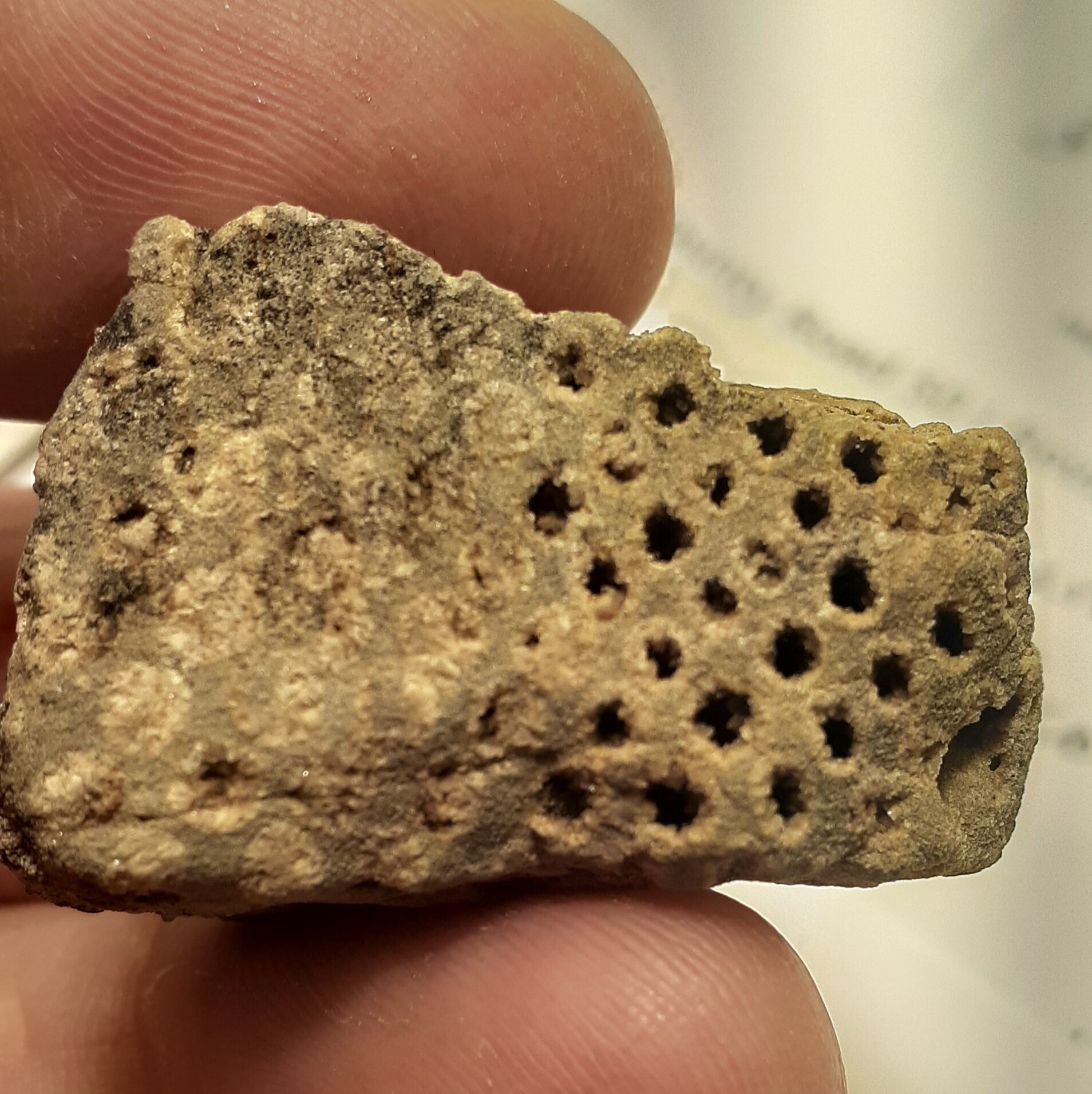 Trilobite Eye? - Fossil ID - The Fossil Forum