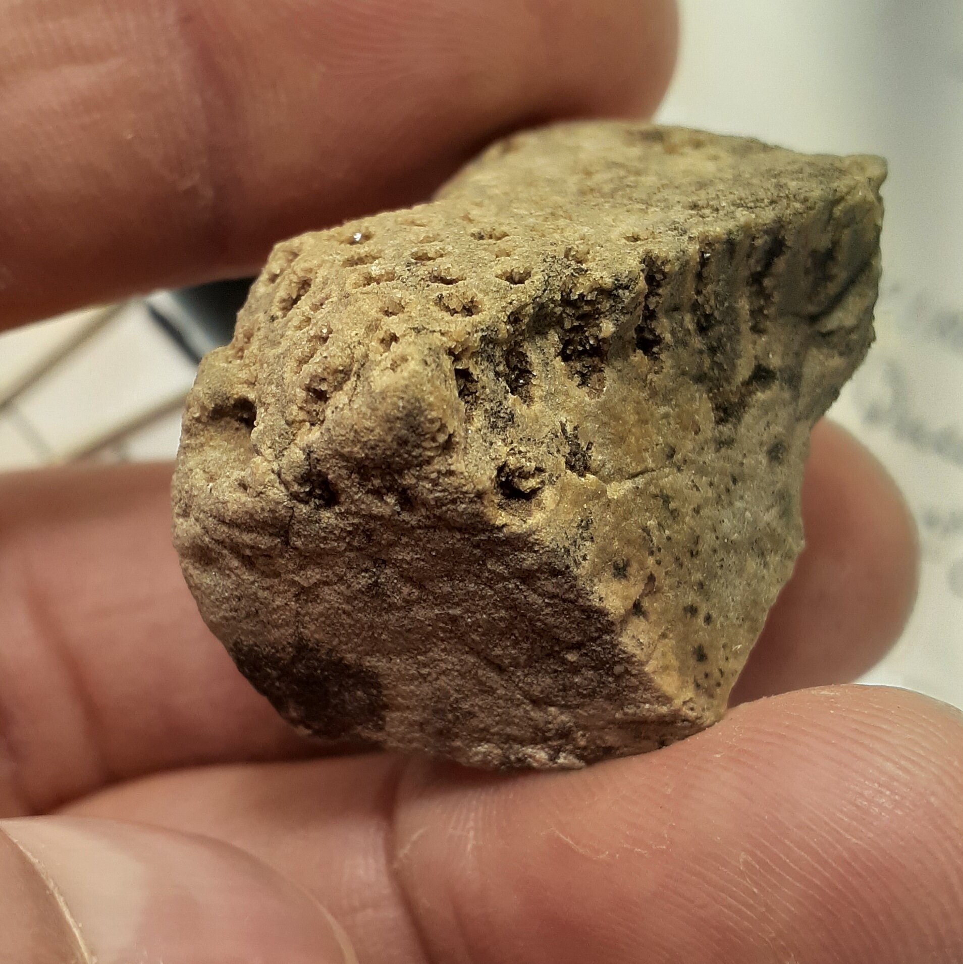 Trilobite Eye? - Fossil ID - The Fossil Forum