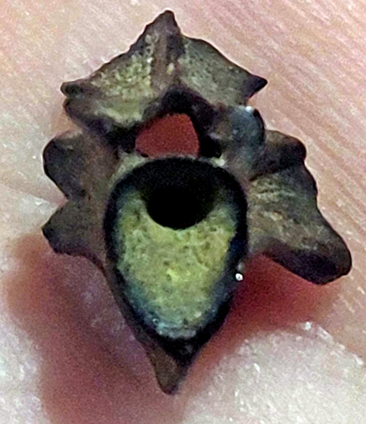 Habrosaurus? - Fossil ID - The Fossil Forum