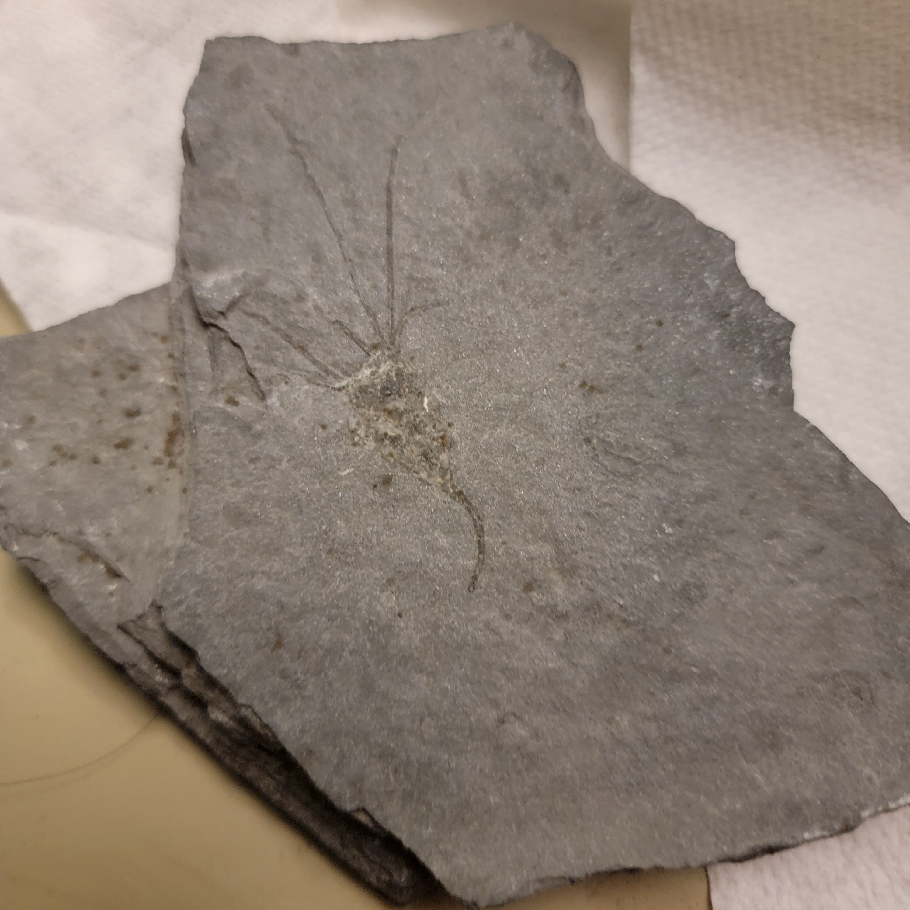 Odd Fossil With Incorrect Label - Fossil ID - The Fossil Forum