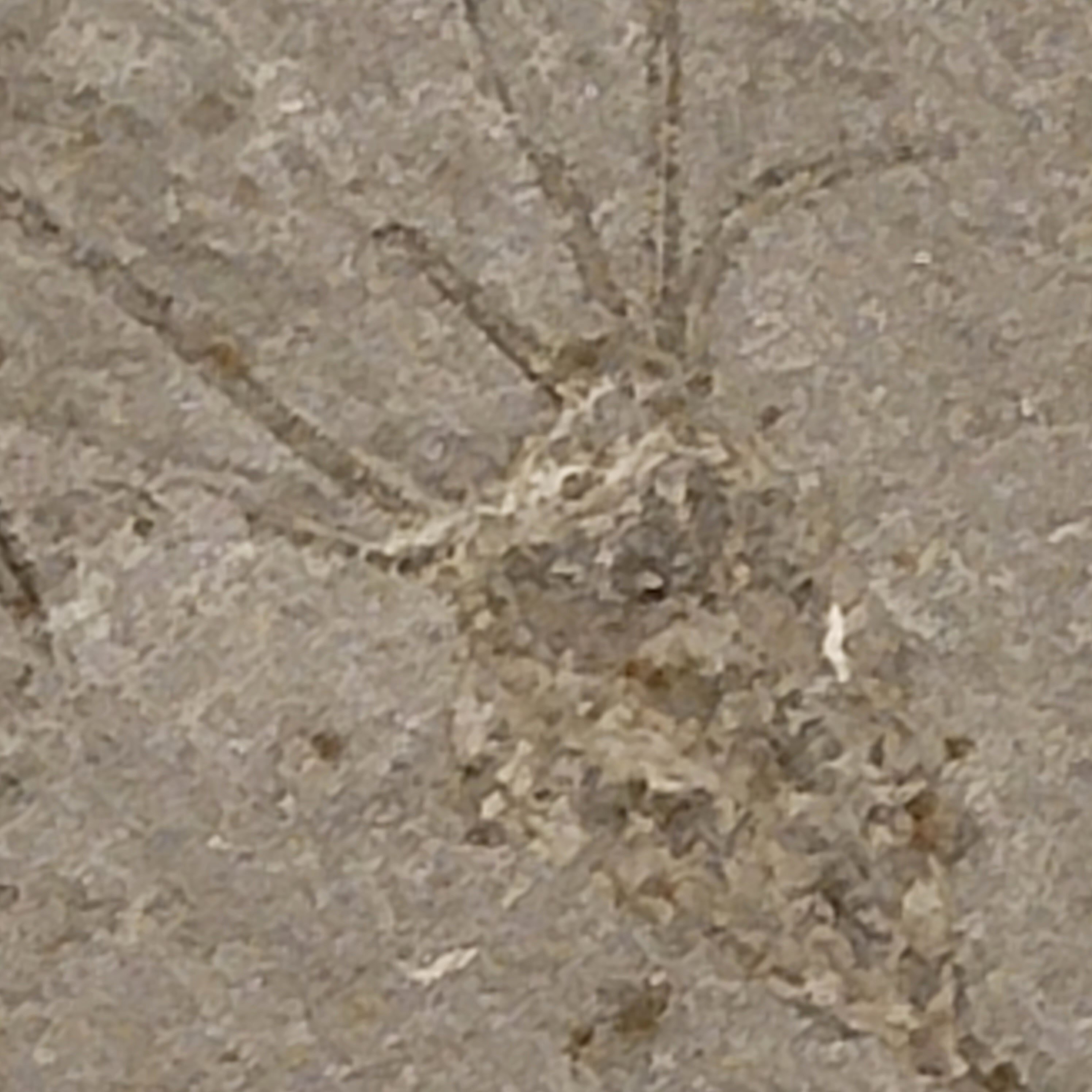 Odd Fossil With Incorrect Label - Fossil ID - The Fossil Forum