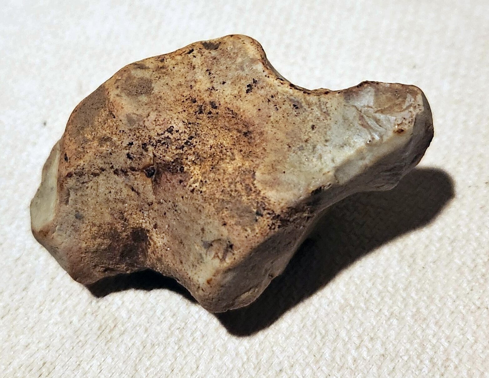 Possible fossil bone in East Central Indiana - Fossil ID - The Fossil Forum