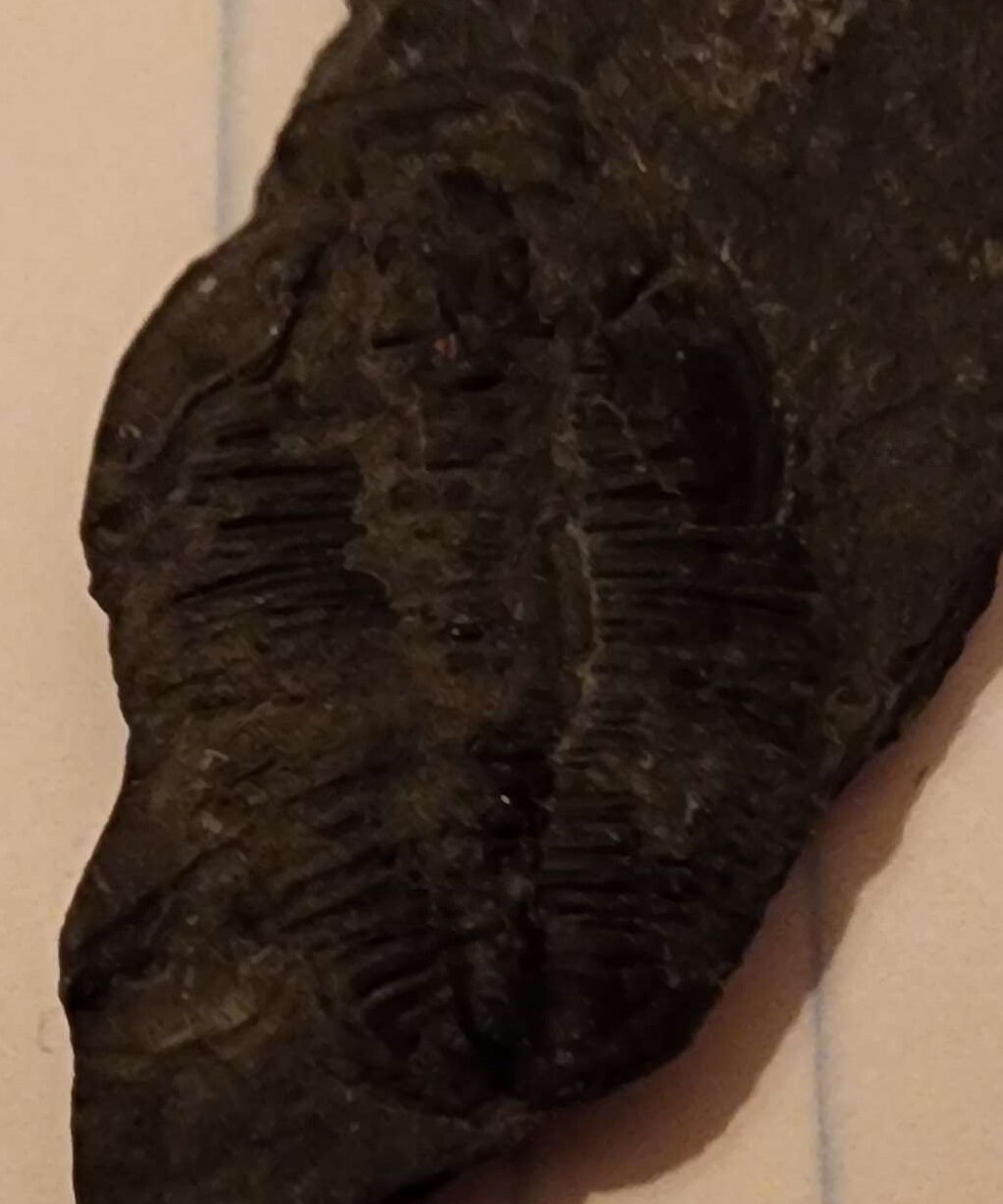 Trilobites from Utah - Fossil ID - The Fossil Forum