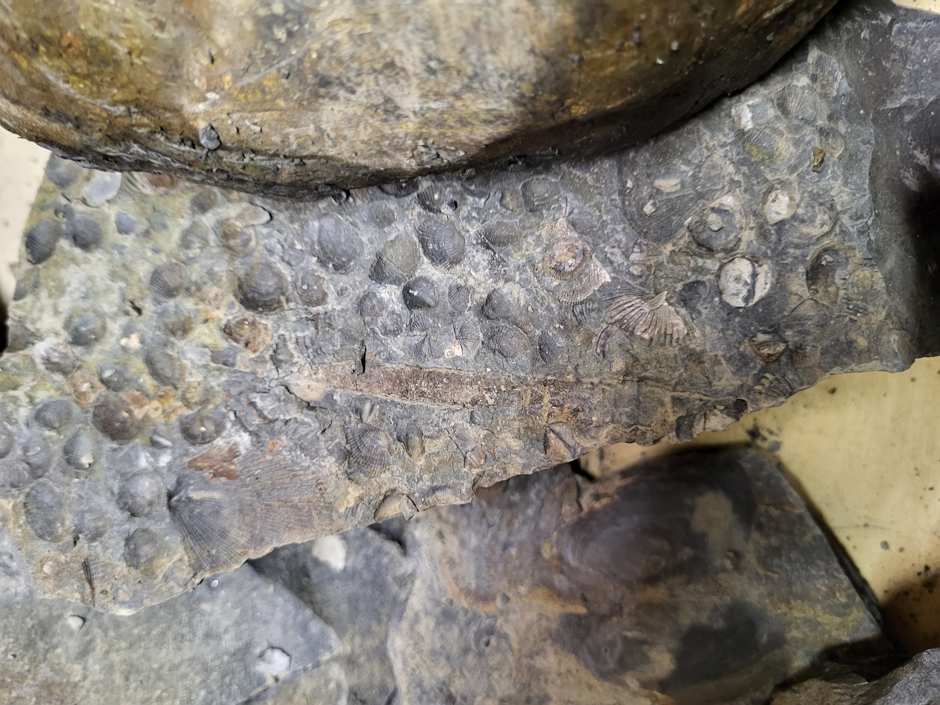 Last 2 hunts in Central New York! - Fossil Hunting Trips - The Fossil Forum