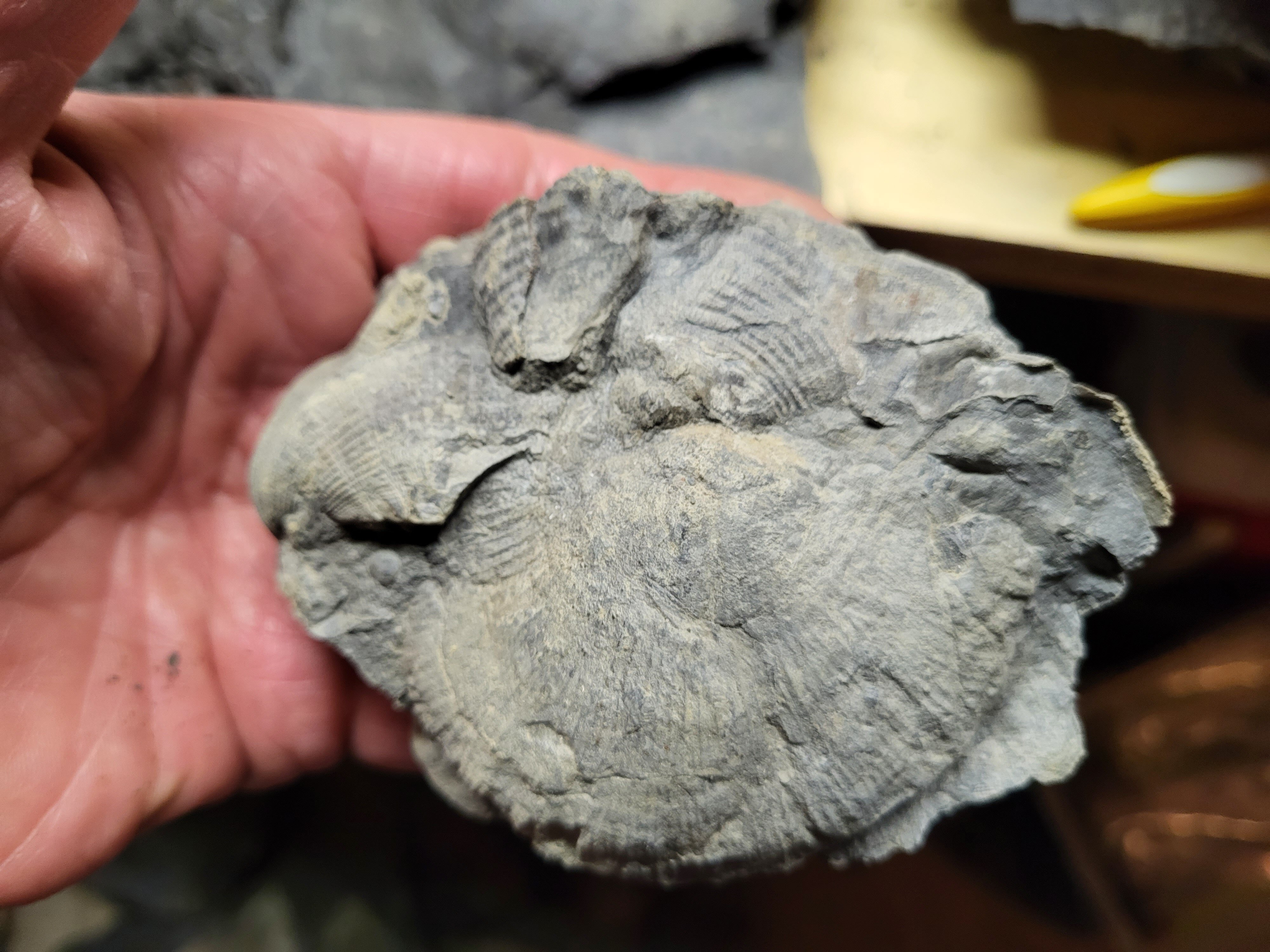 Devonian Brachiopod ID - Fossil ID - The Fossil Forum
