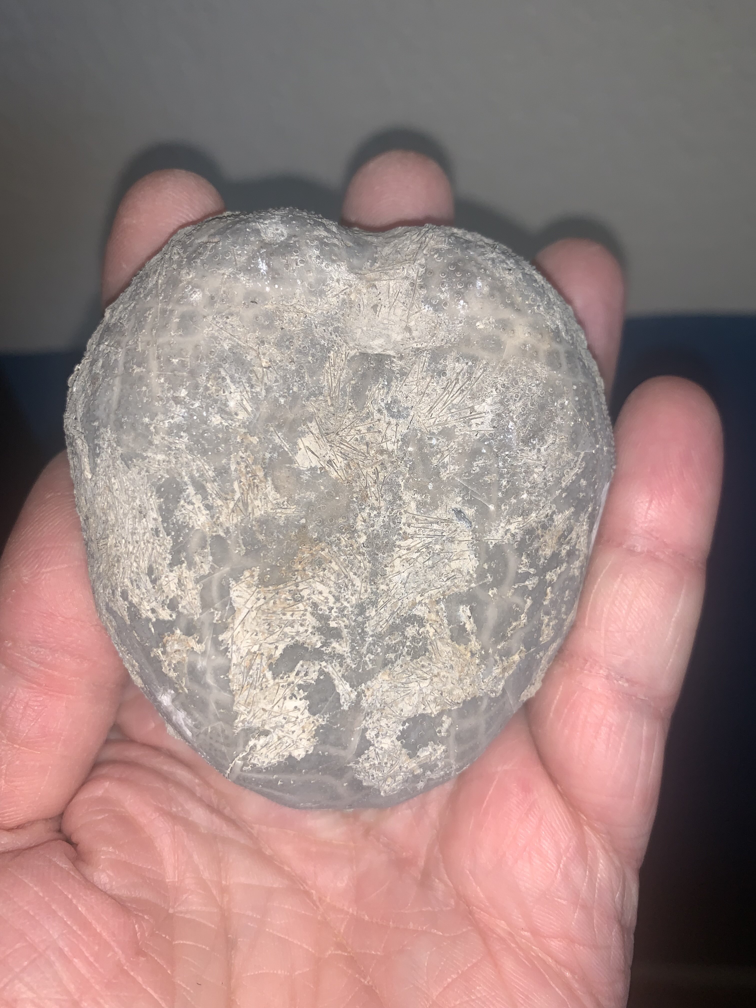 Macraster echinoids+holaster, hemiaster - Member Collections - The ...
