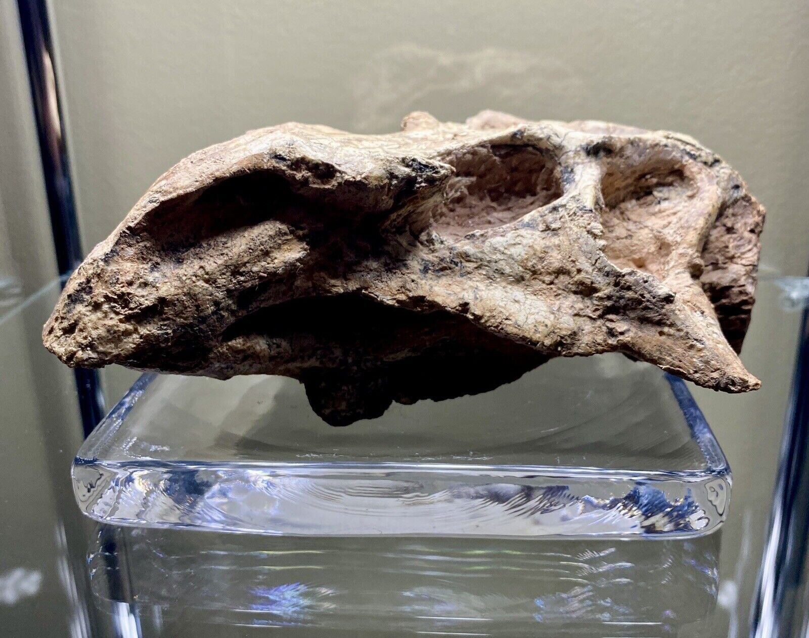 Unusual skull -- Yixian (Psitaccosaurus?) - Fossil ID - The Fossil Forum