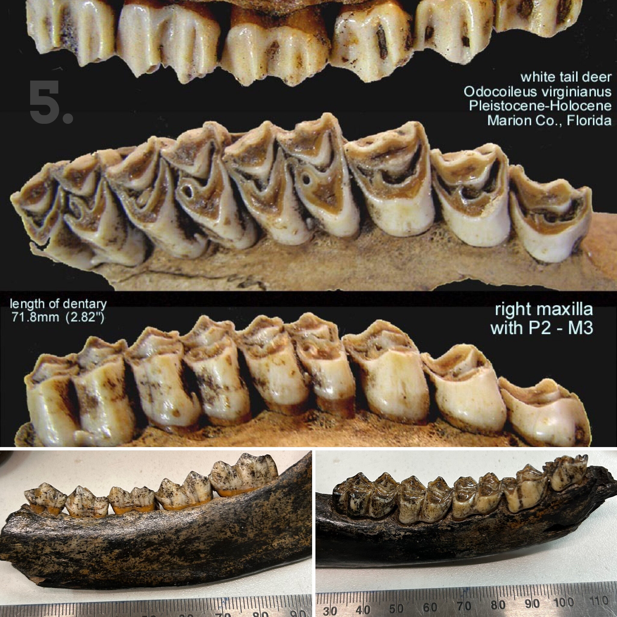 Camelid? tooth from Florida - Fossil ID - The Fossil Forum