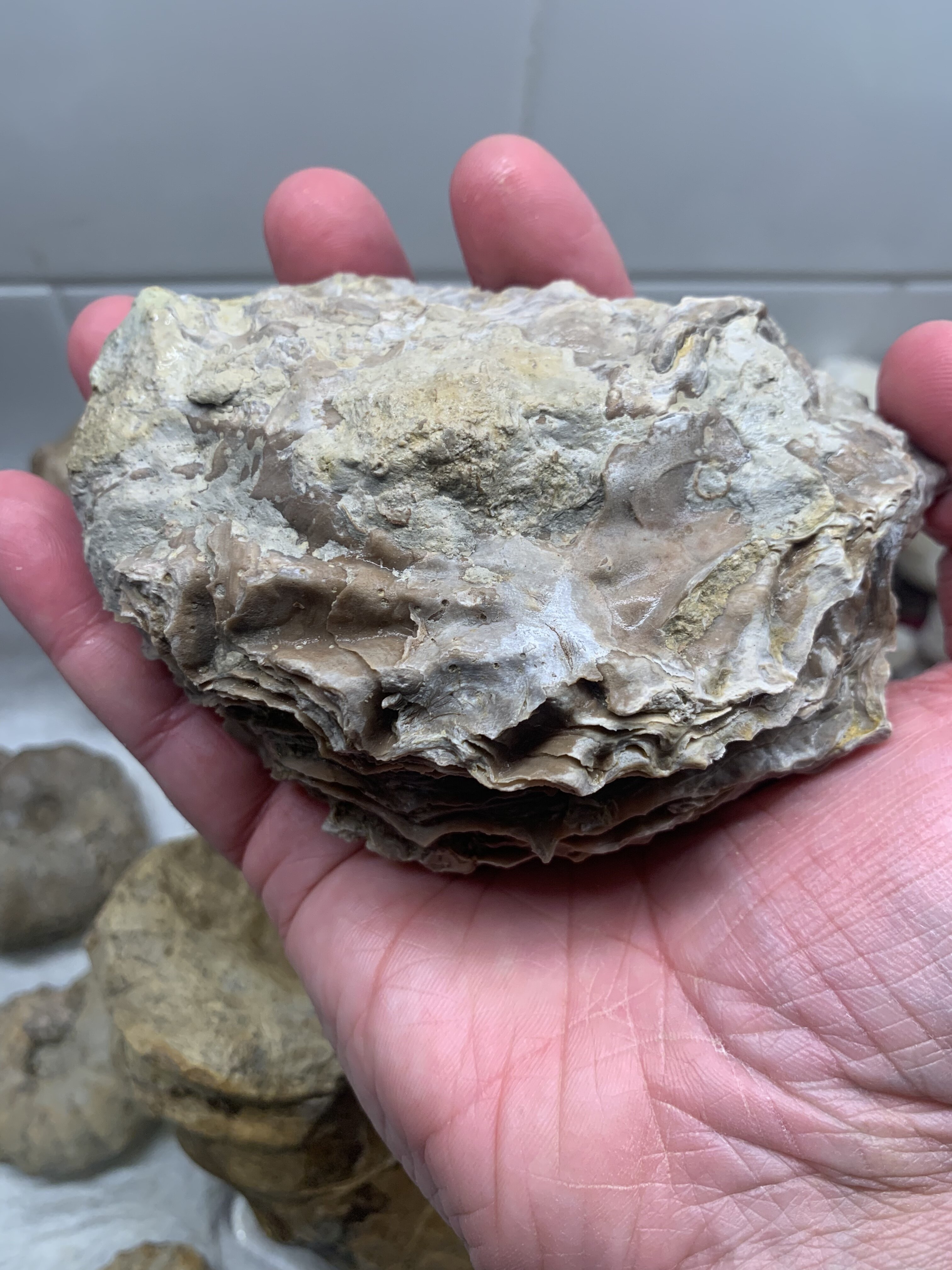 Goodland formation ID? - Fossil ID - The Fossil Forum