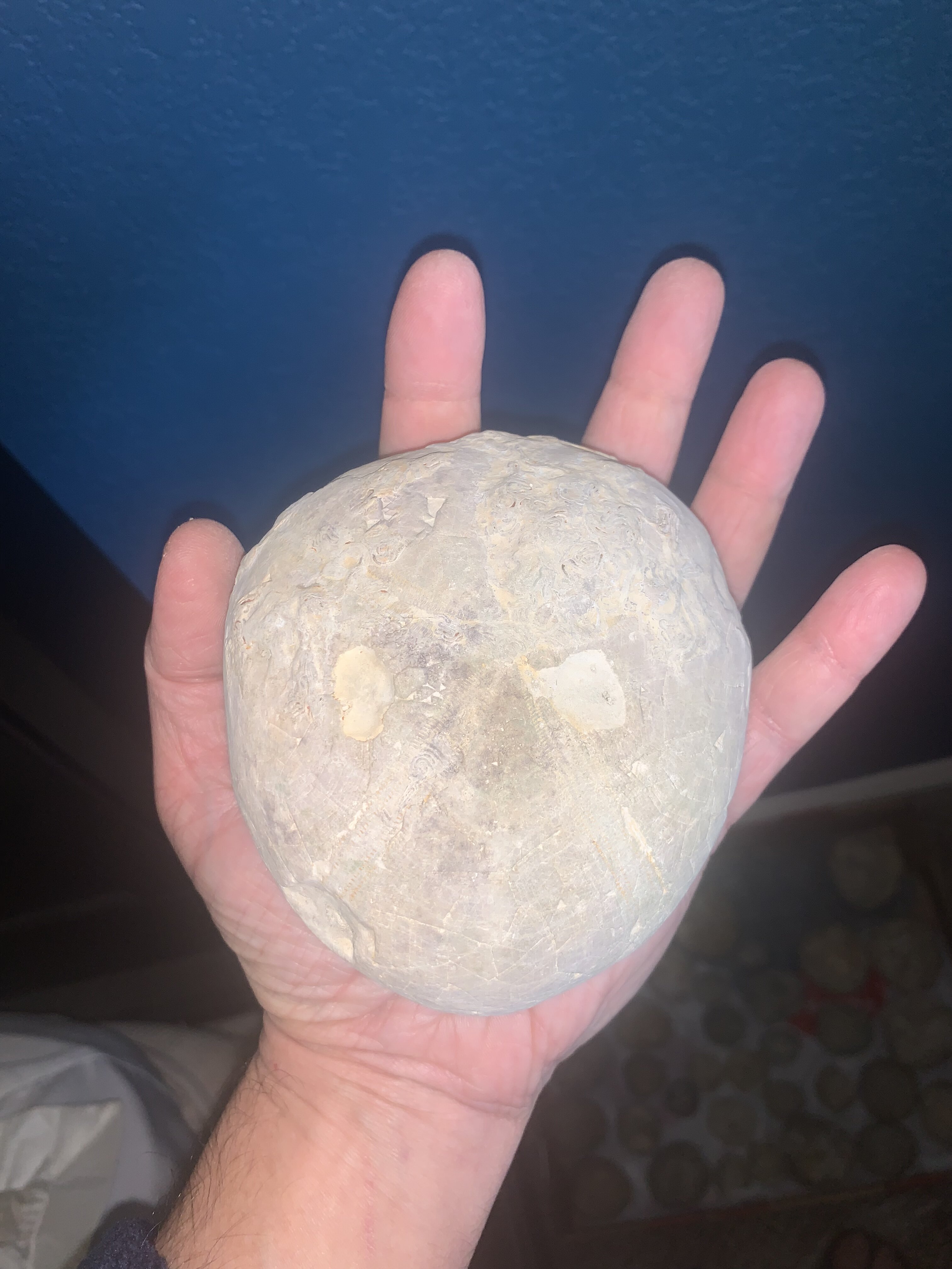 Macraster echinoids+holaster, hemiaster - Member Collections - The ...