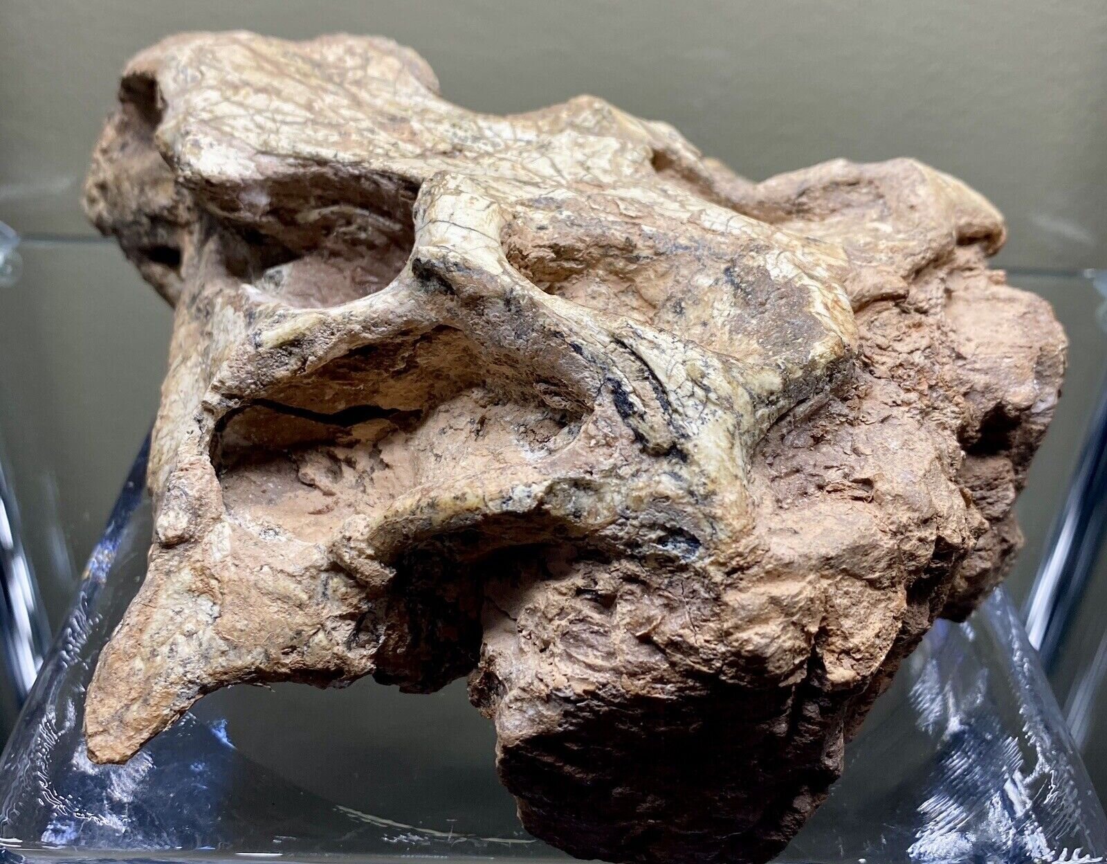 Unusual skull -- Yixian (Psitaccosaurus?) - Fossil ID - The Fossil Forum