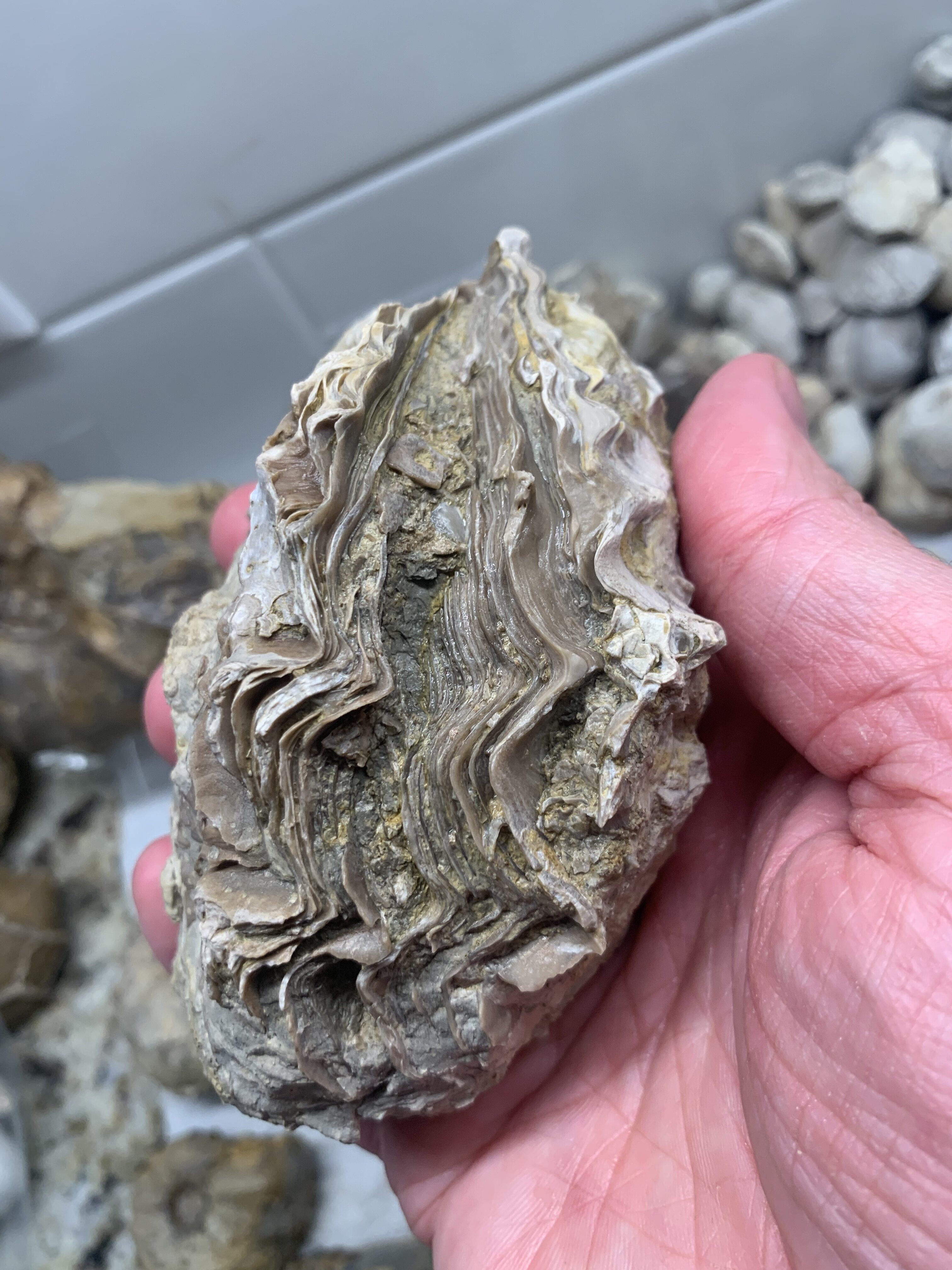 Goodland formation ID? - Fossil ID - The Fossil Forum