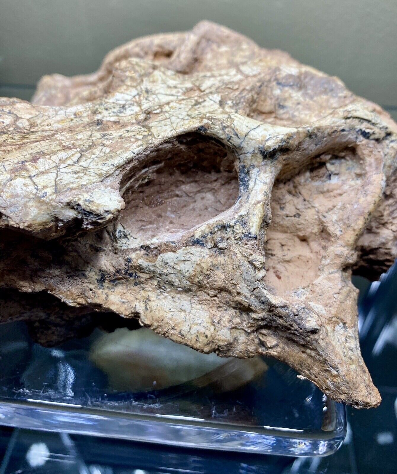 Unusual skull -- Yixian (Psitaccosaurus?) - Fossil ID - The Fossil Forum