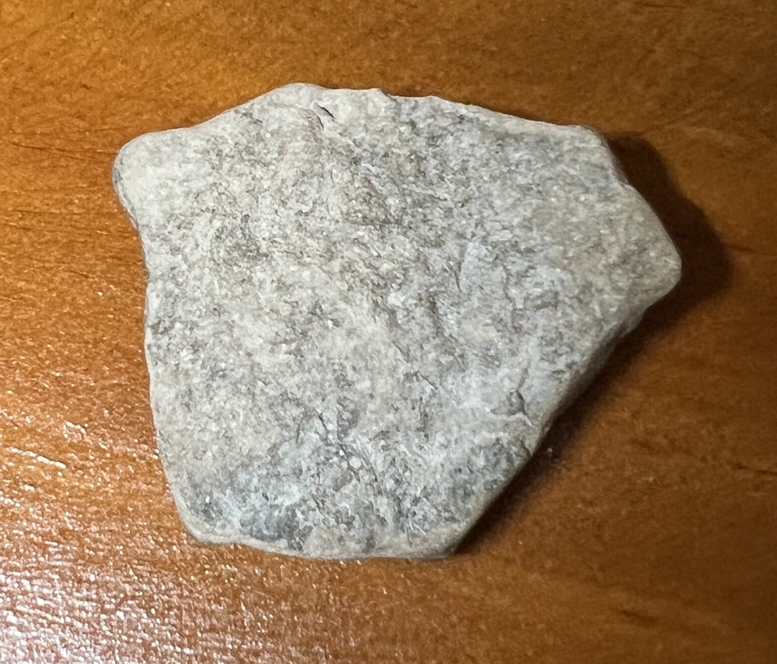 Possible Turtle shell from Florida Keys? - Fossil ID - The Fossil Forum