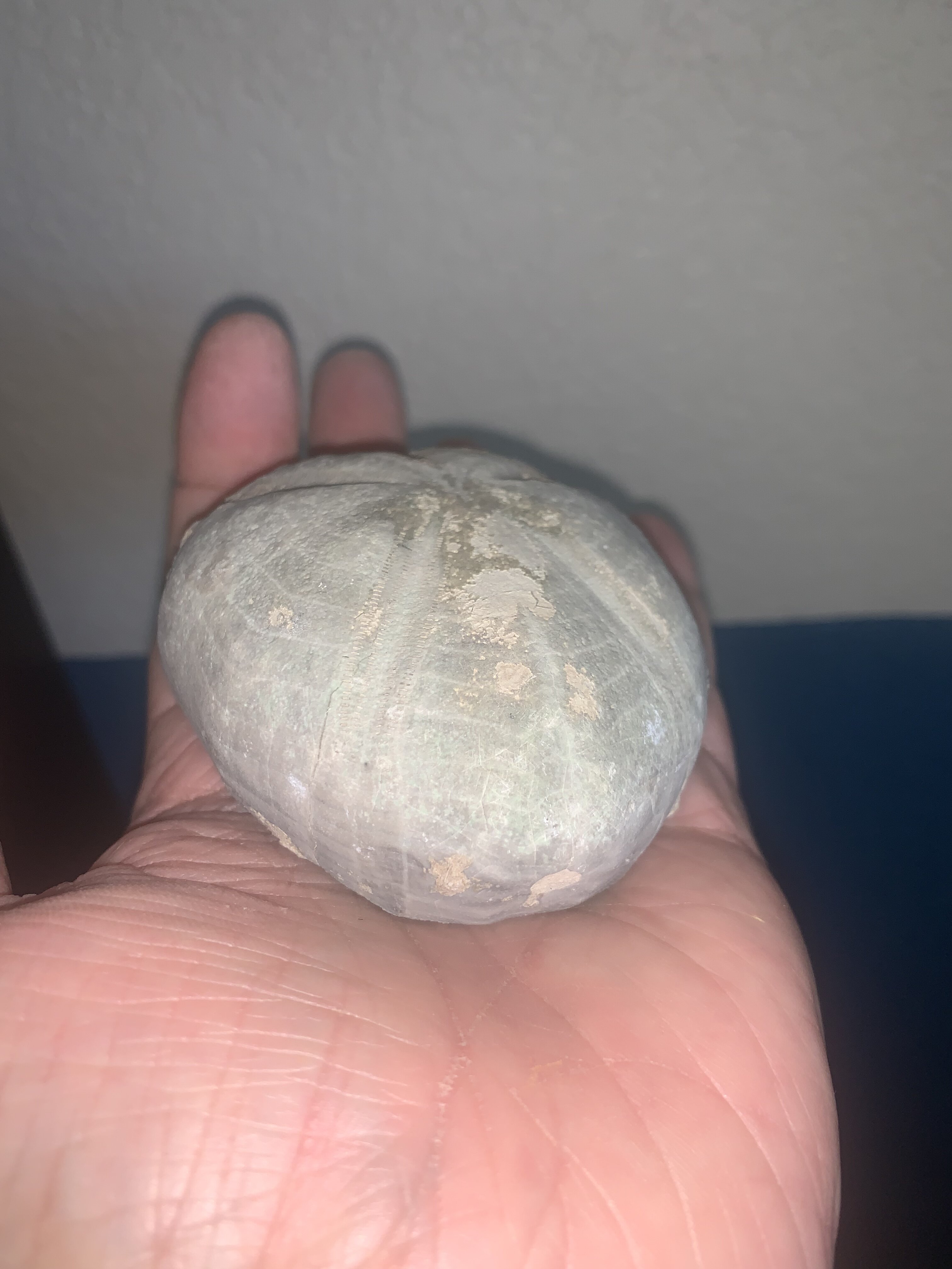 Macraster echinoids+holaster, hemiaster - Member Collections - The ...