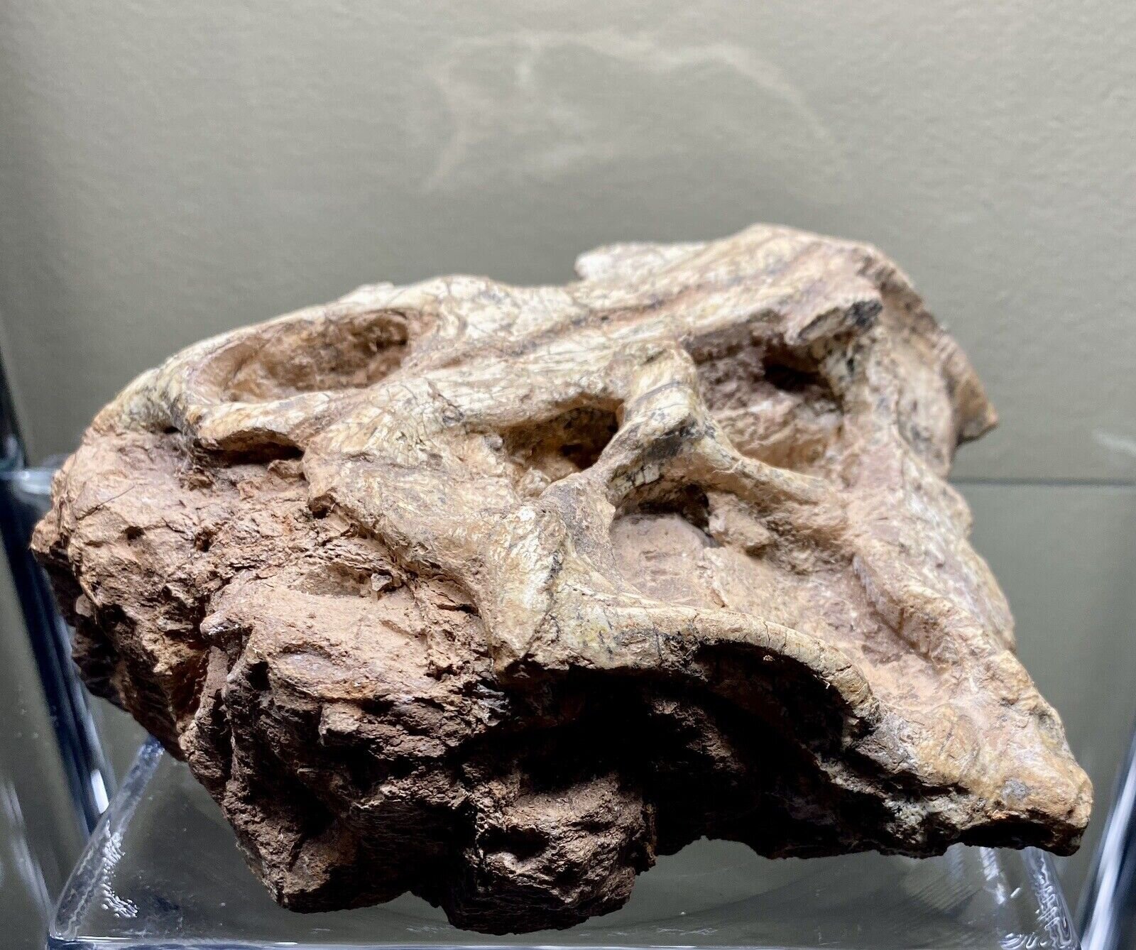 Unusual skull -- Yixian (Psitaccosaurus?) - Fossil ID - The Fossil Forum