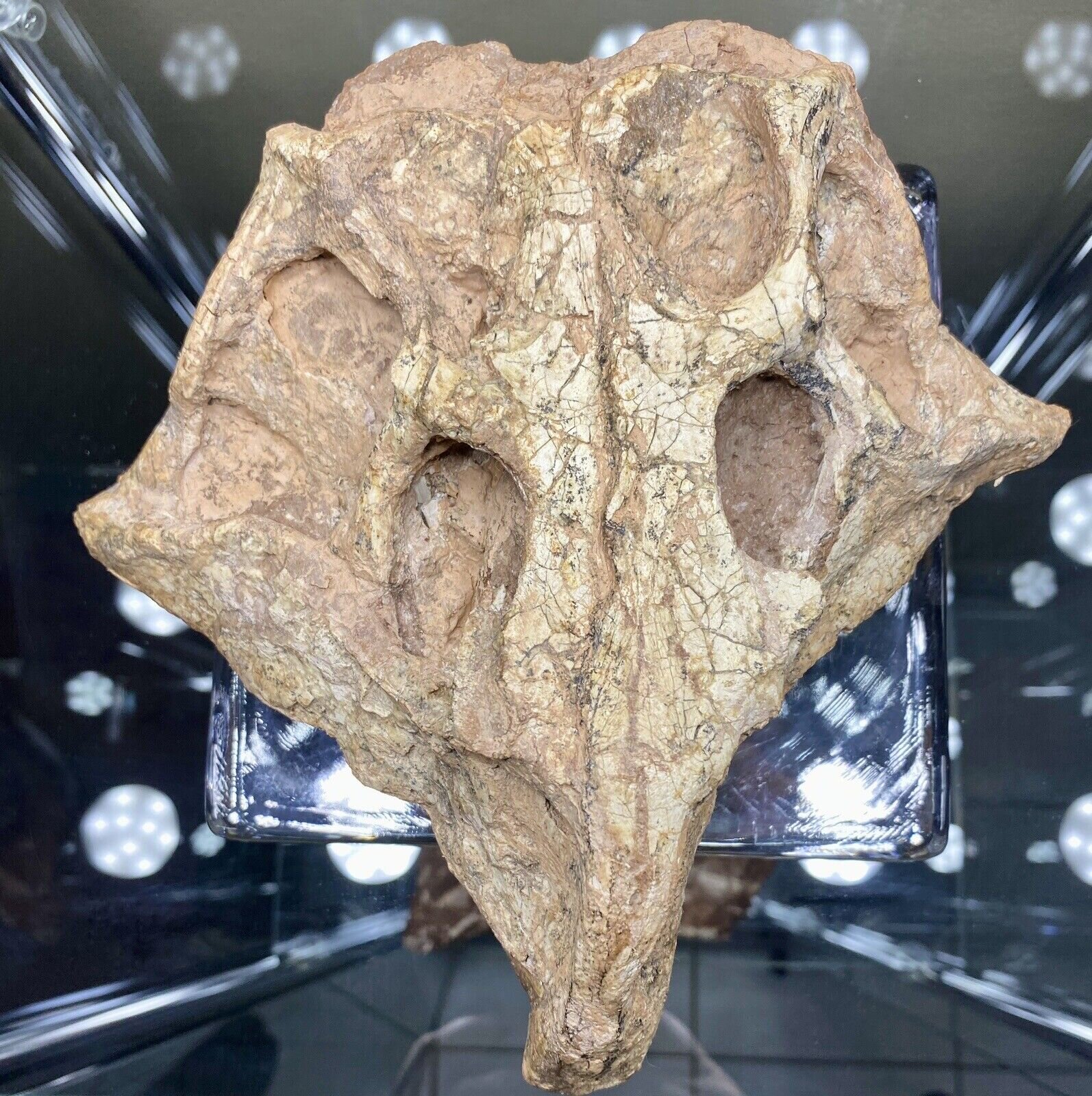 Unusual skull -- Yixian (Psitaccosaurus?) - Fossil ID - The Fossil Forum