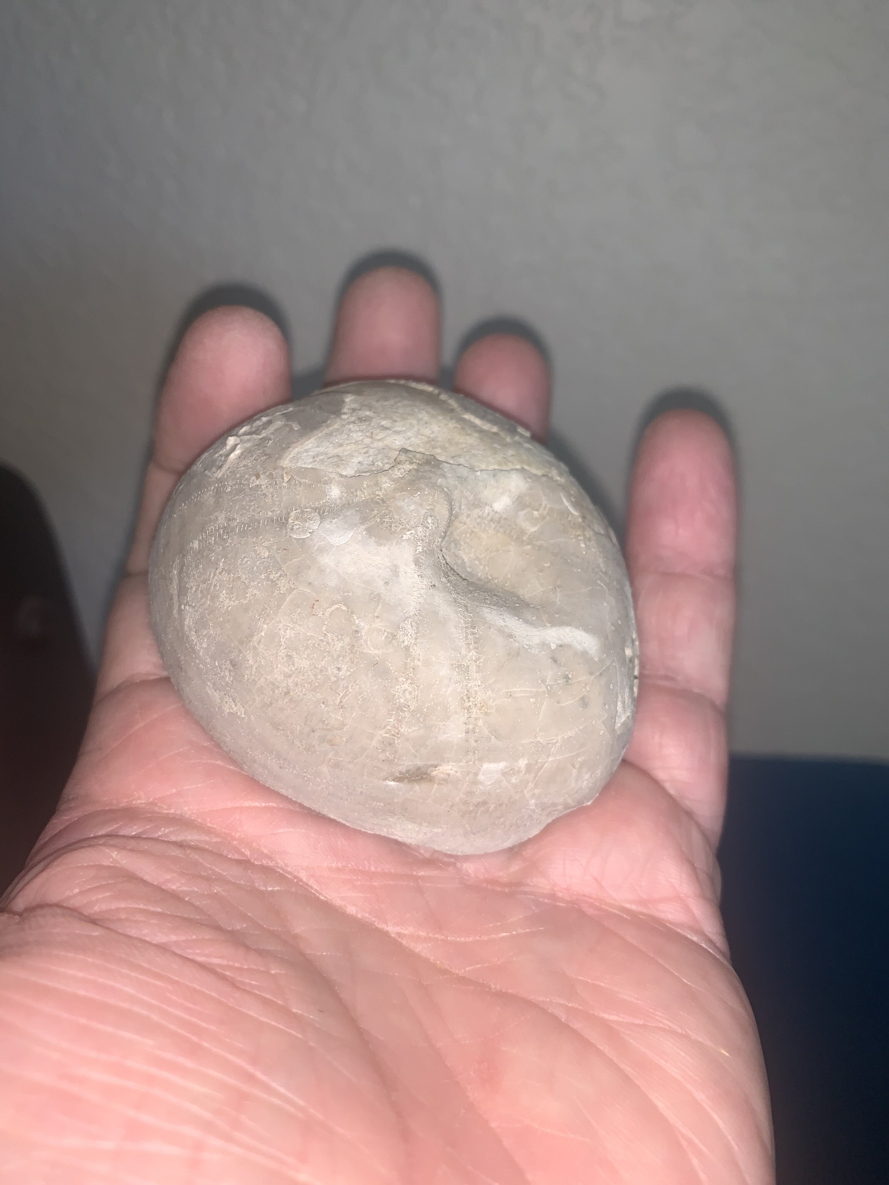 Macraster echinoids+holaster, hemiaster - Member Collections - The ...