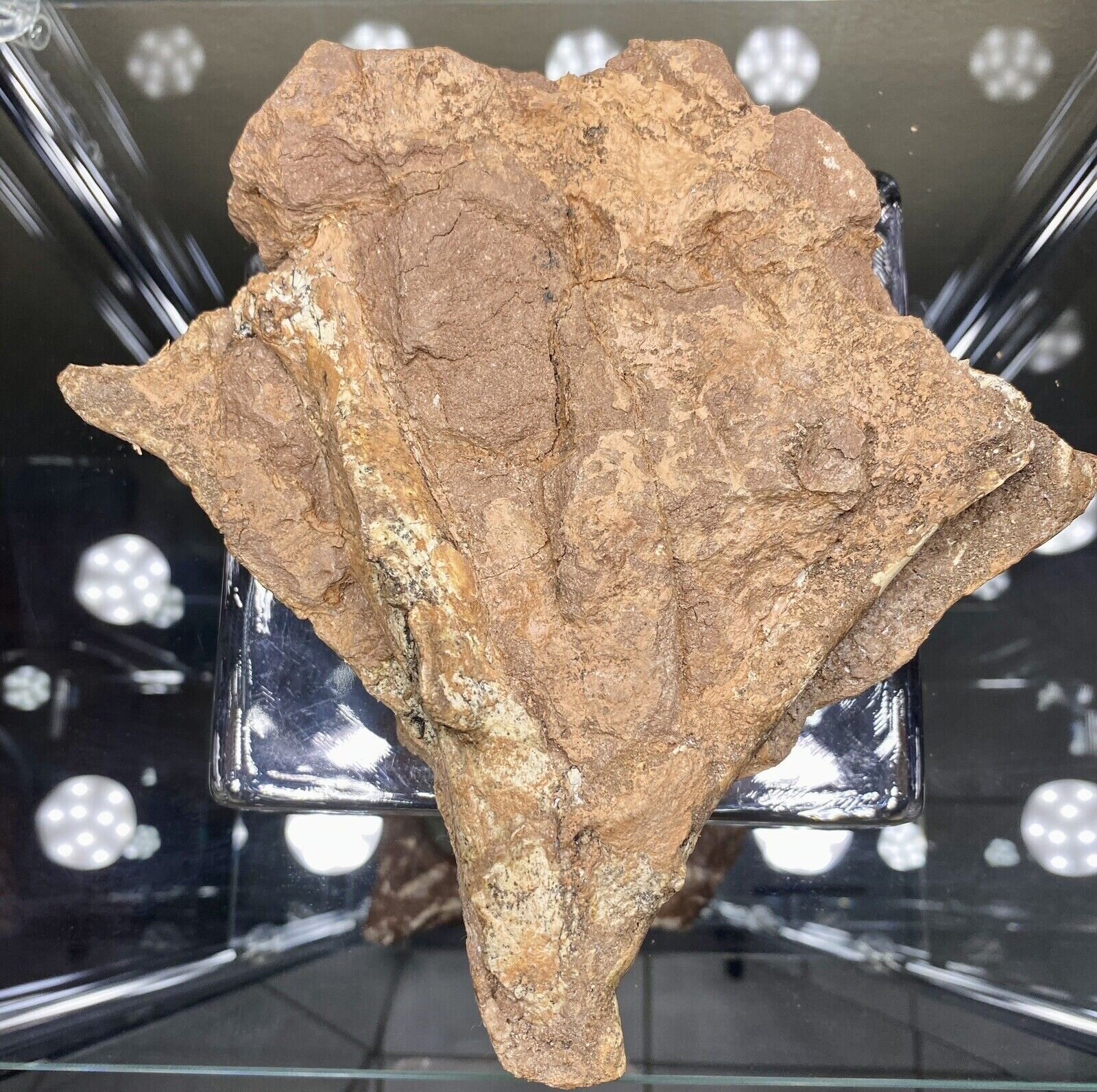 Unusual skull -- Yixian (Psitaccosaurus?) - Fossil ID - The Fossil Forum