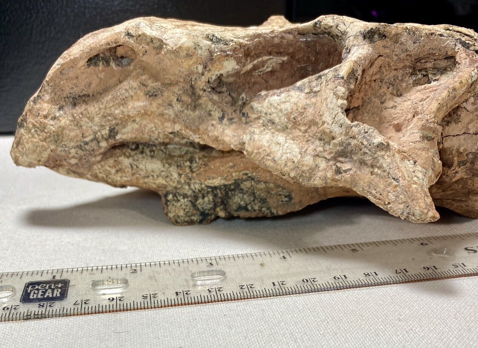 Unusual skull -- Yixian (Psitaccosaurus?) - Fossil ID - The Fossil Forum
