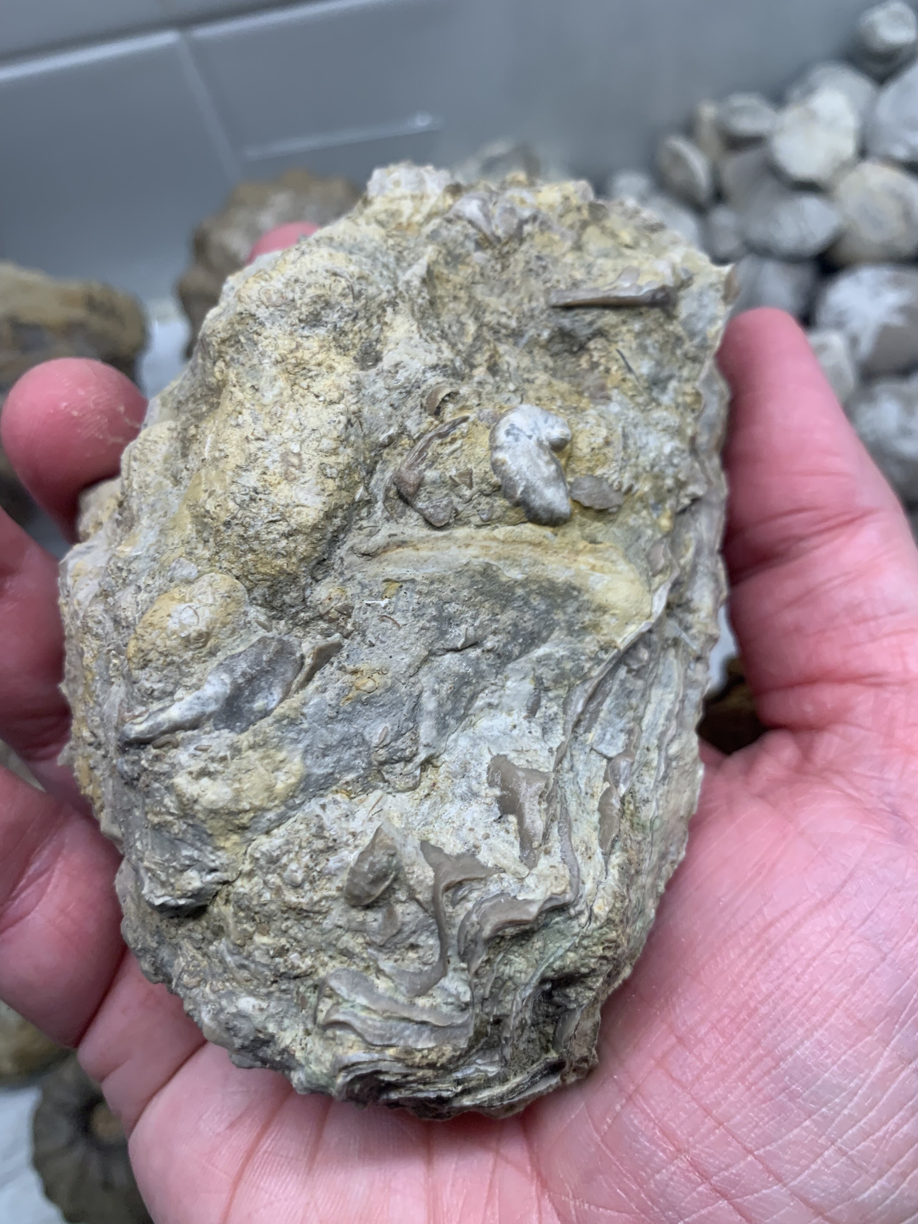 Goodland formation ID? - Fossil ID - The Fossil Forum