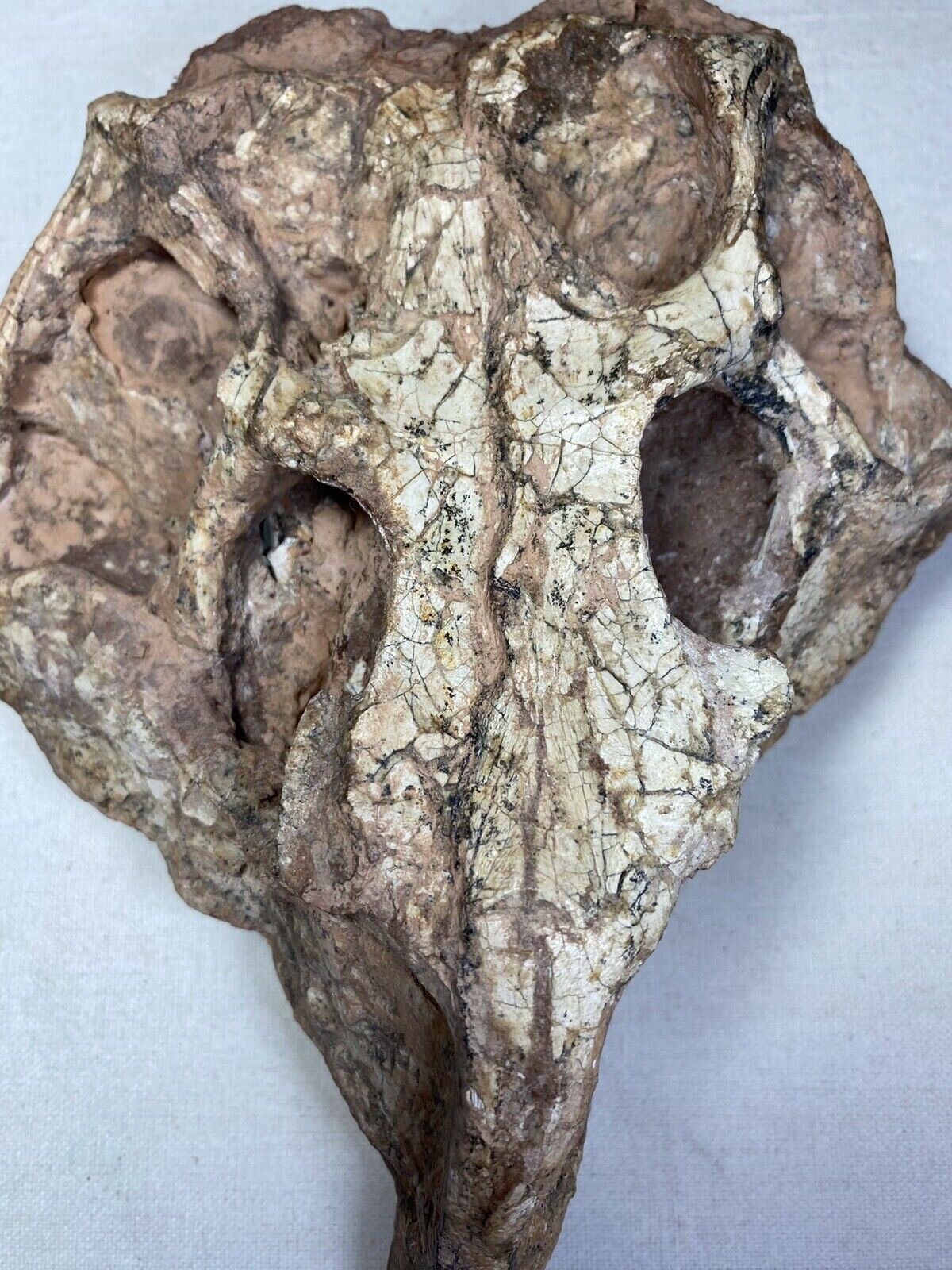 Unusual skull -- Yixian (Psitaccosaurus?) - Fossil ID - The Fossil Forum