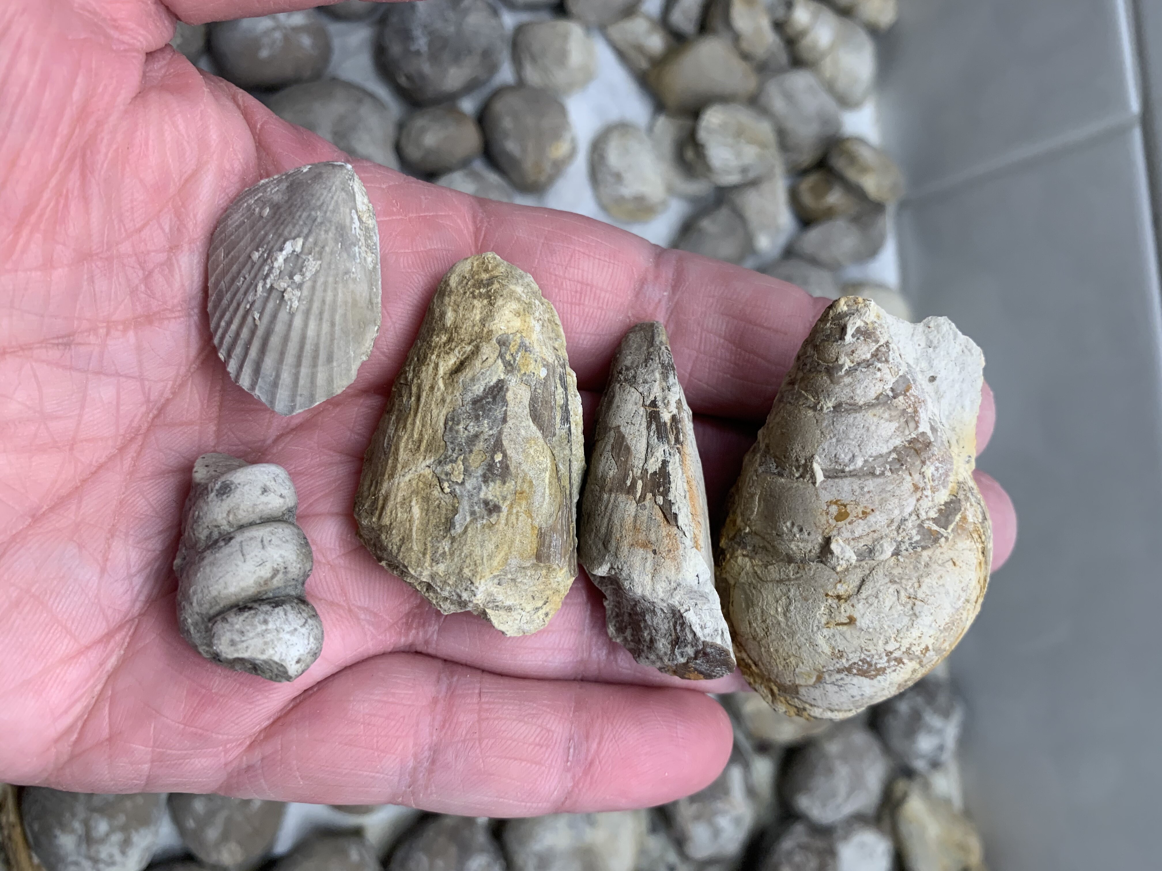 Goodland formation finds- Tarrant County - Fossil Hunting Trips - The ...